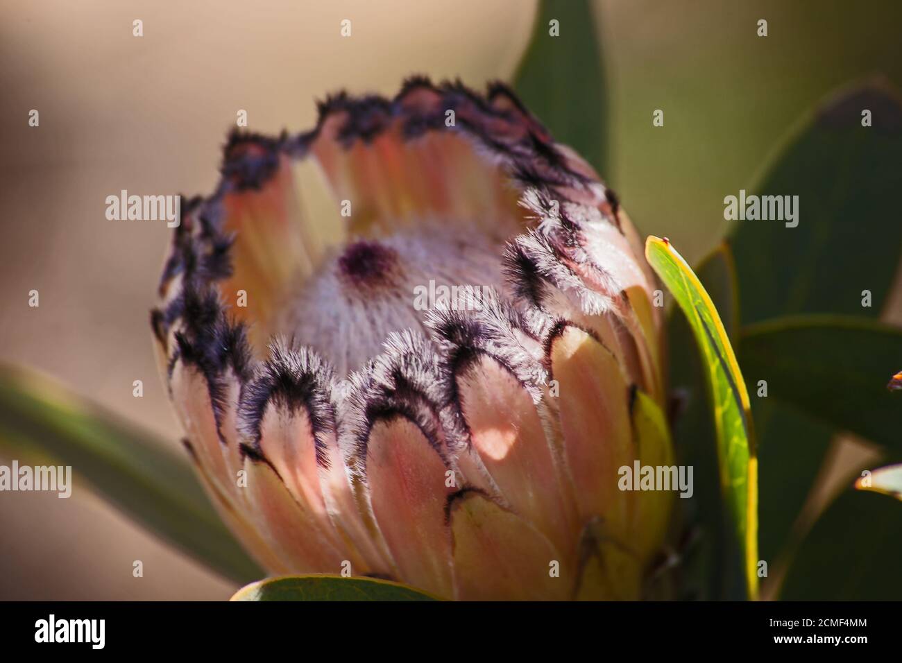 Protea tree hi-res stock photography and images - Alamy