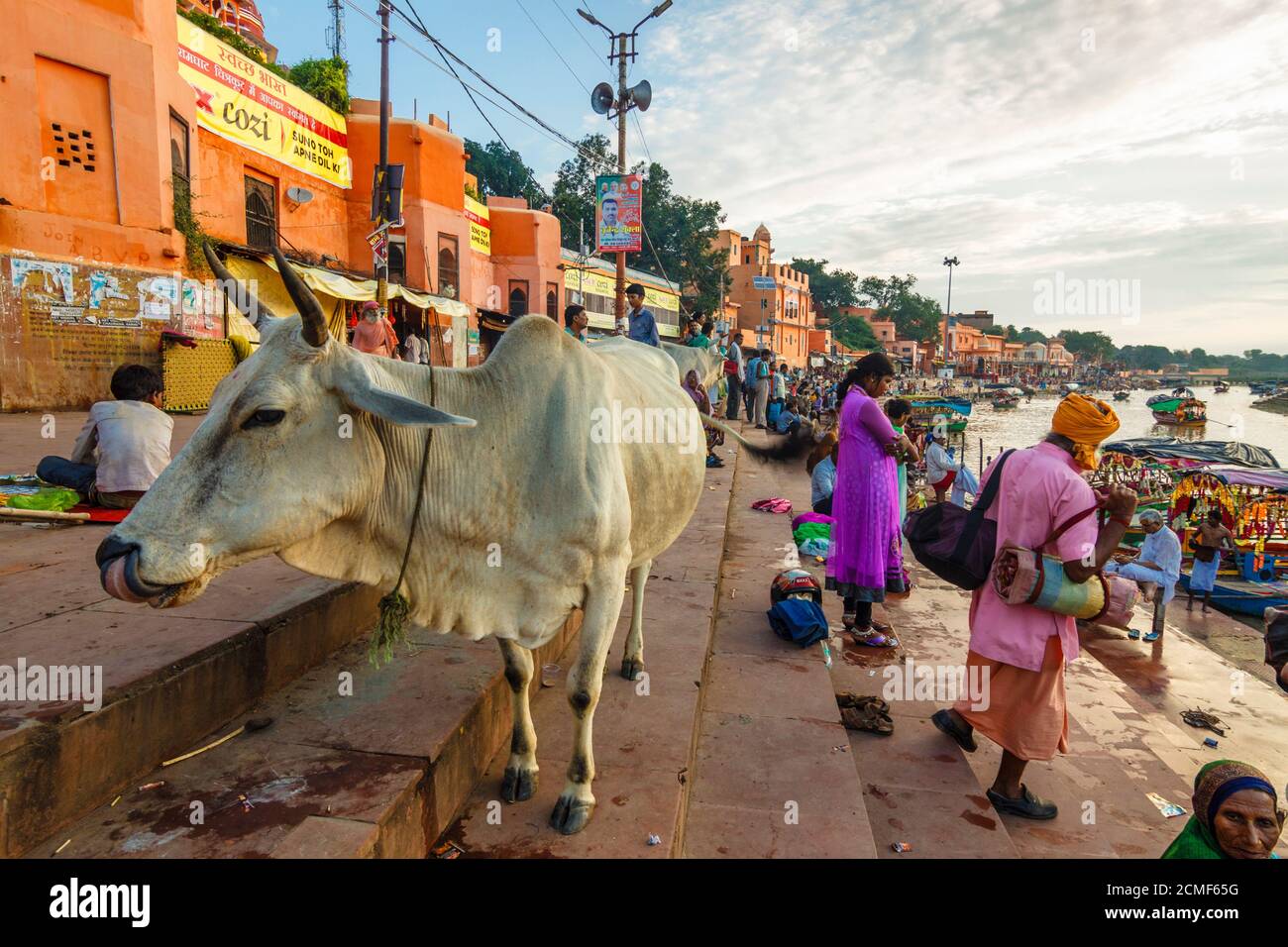 Chitrakoot, Madhya Pradesh, India : People and cows stand on the steps ...