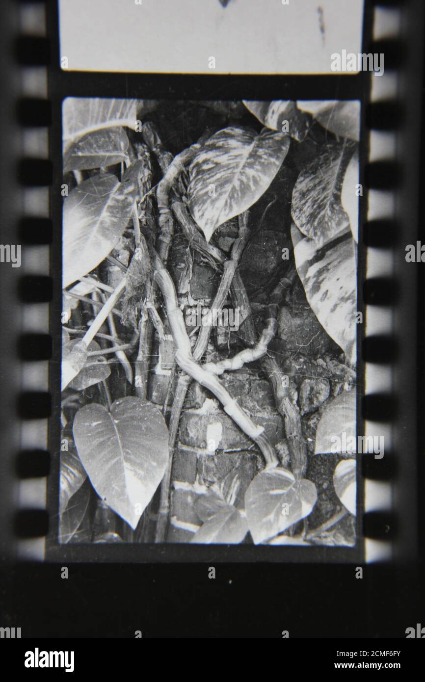 Fine 70s vintage black and white photography of a forest plant showing ...