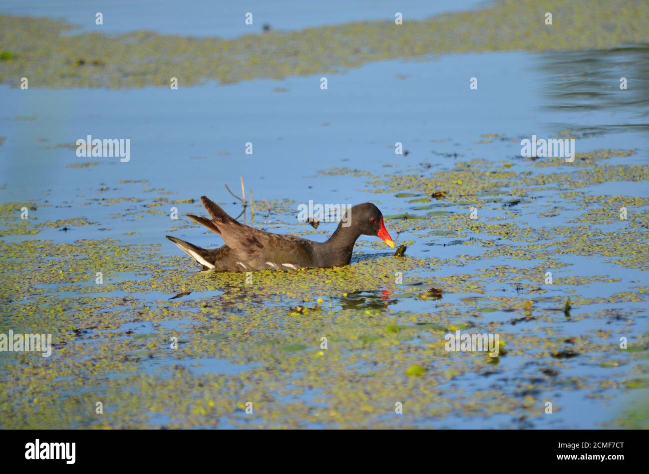 Swamp chicken hi-res stock photography and images - Alamy