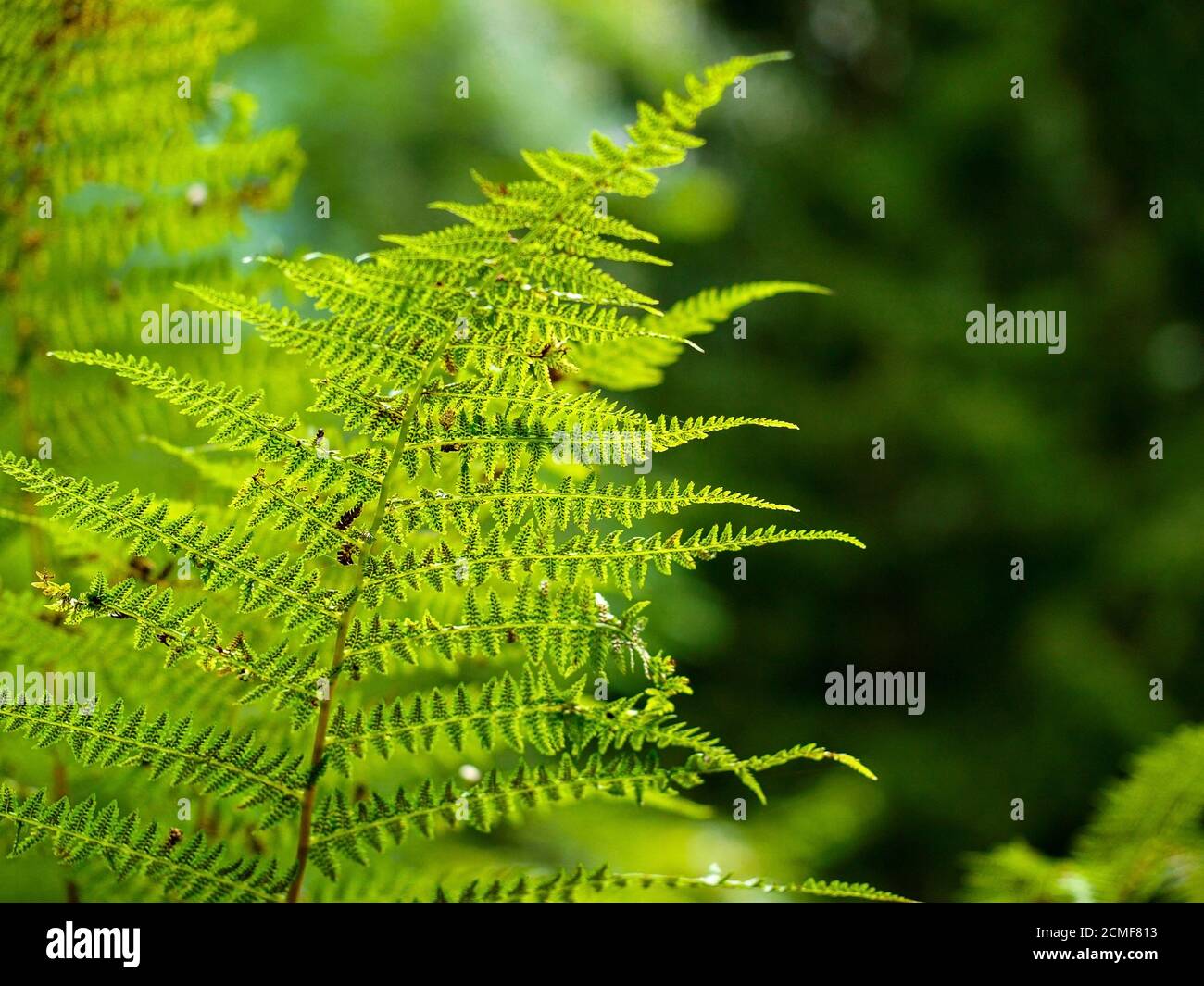 Fe plant hi-res stock photography and images - Alamy