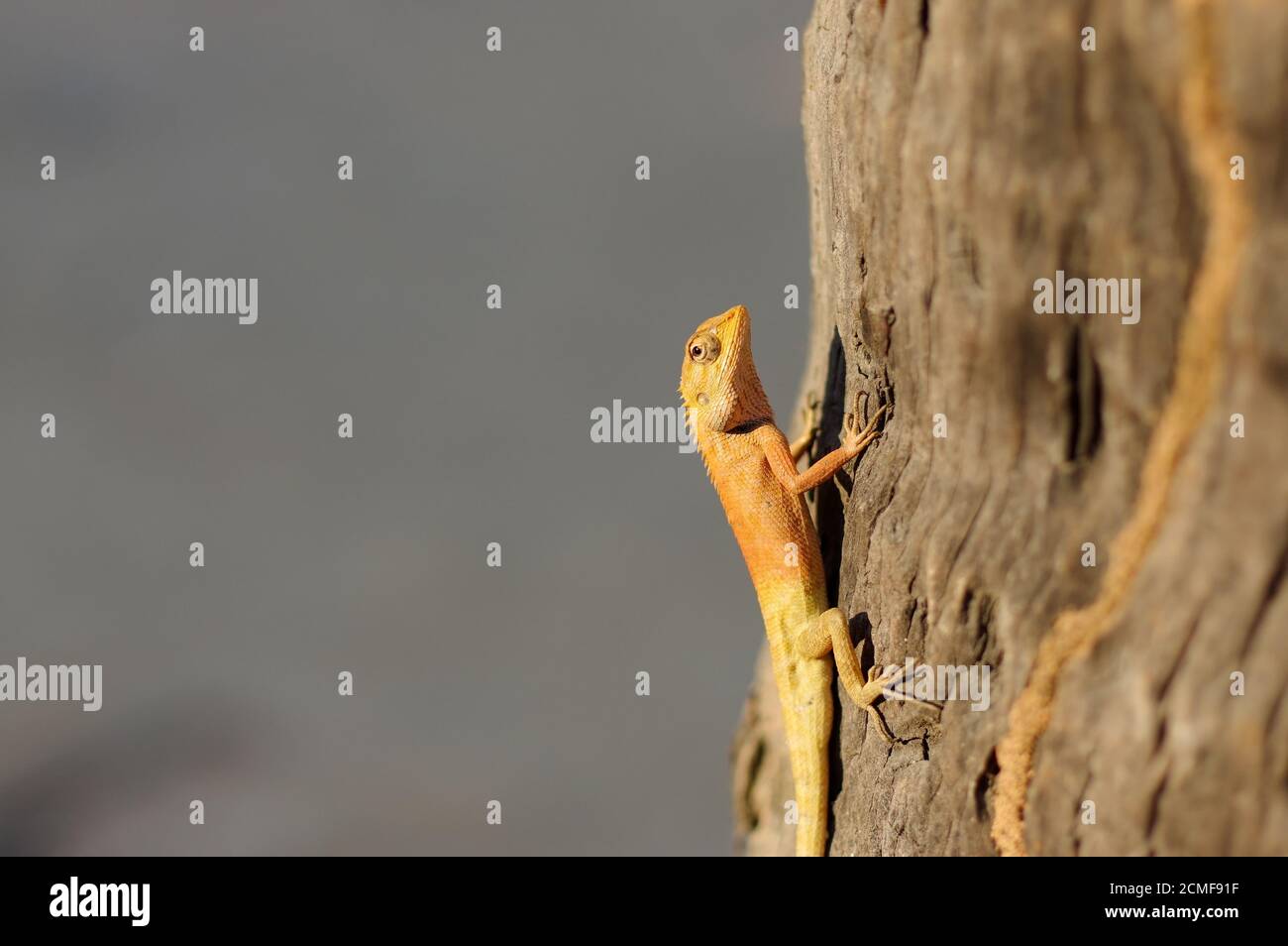 Bright yellow asia garden lizard Calotes versicolour Crested on tree ...
