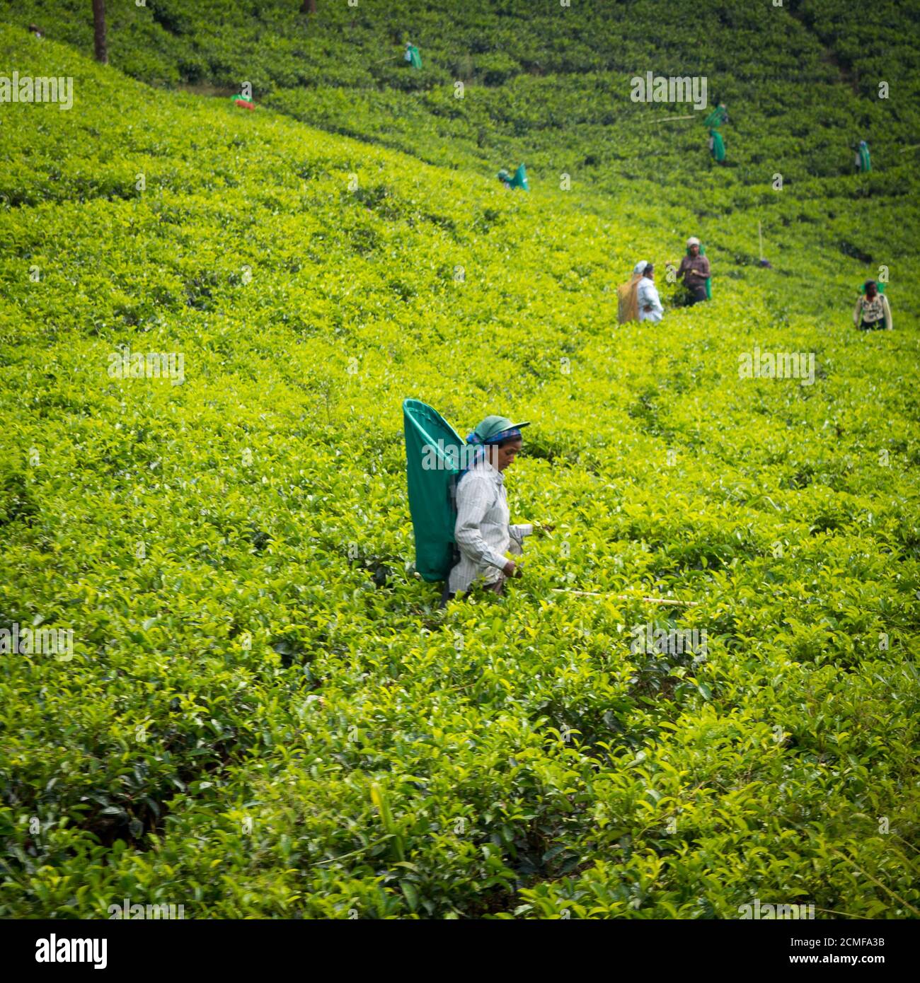 Kandy sri lanka tea plantations hi-res stock photography and images - Alamy