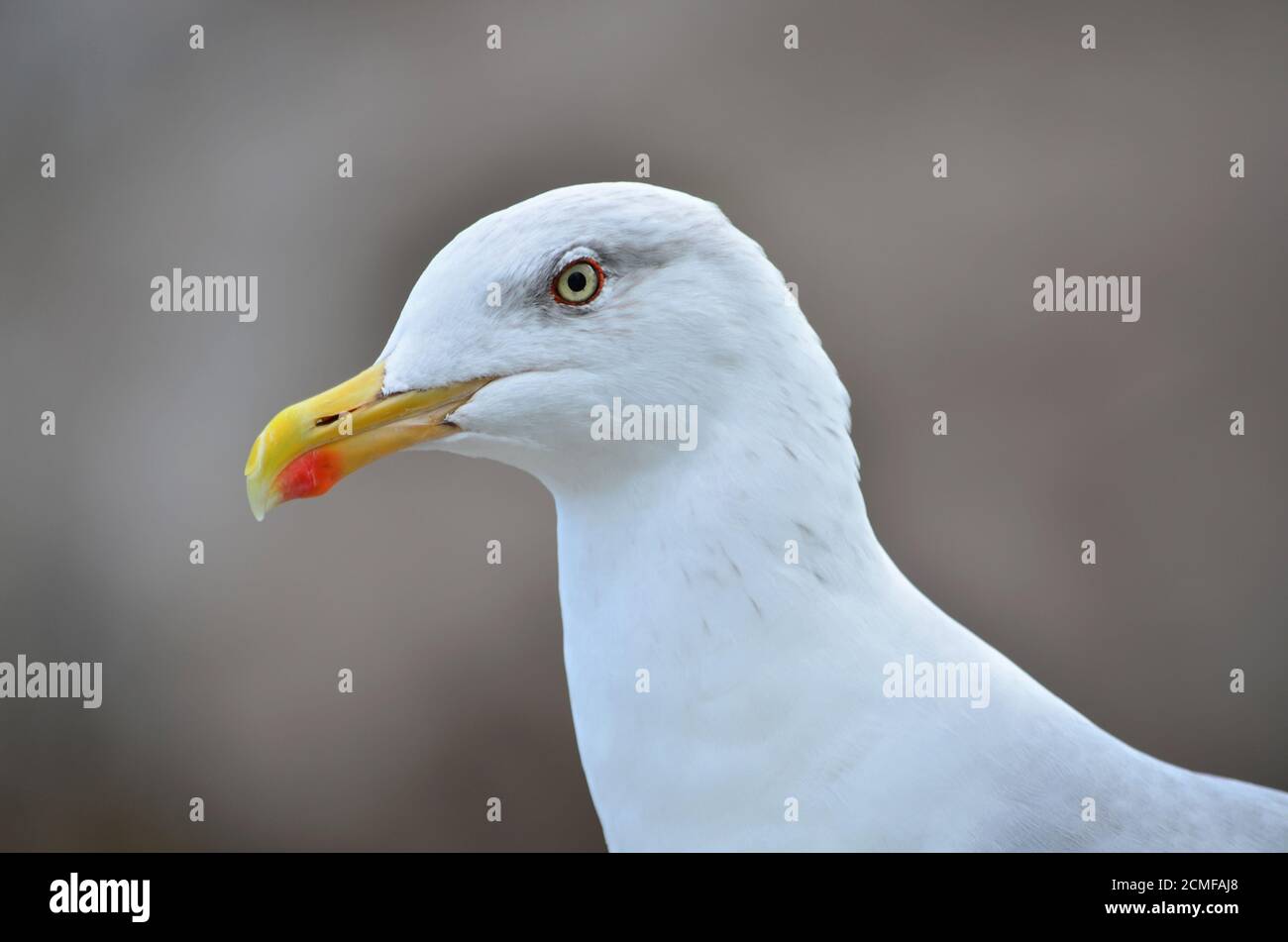 Depth of field seagull hi-res stock photography and images - Alamy