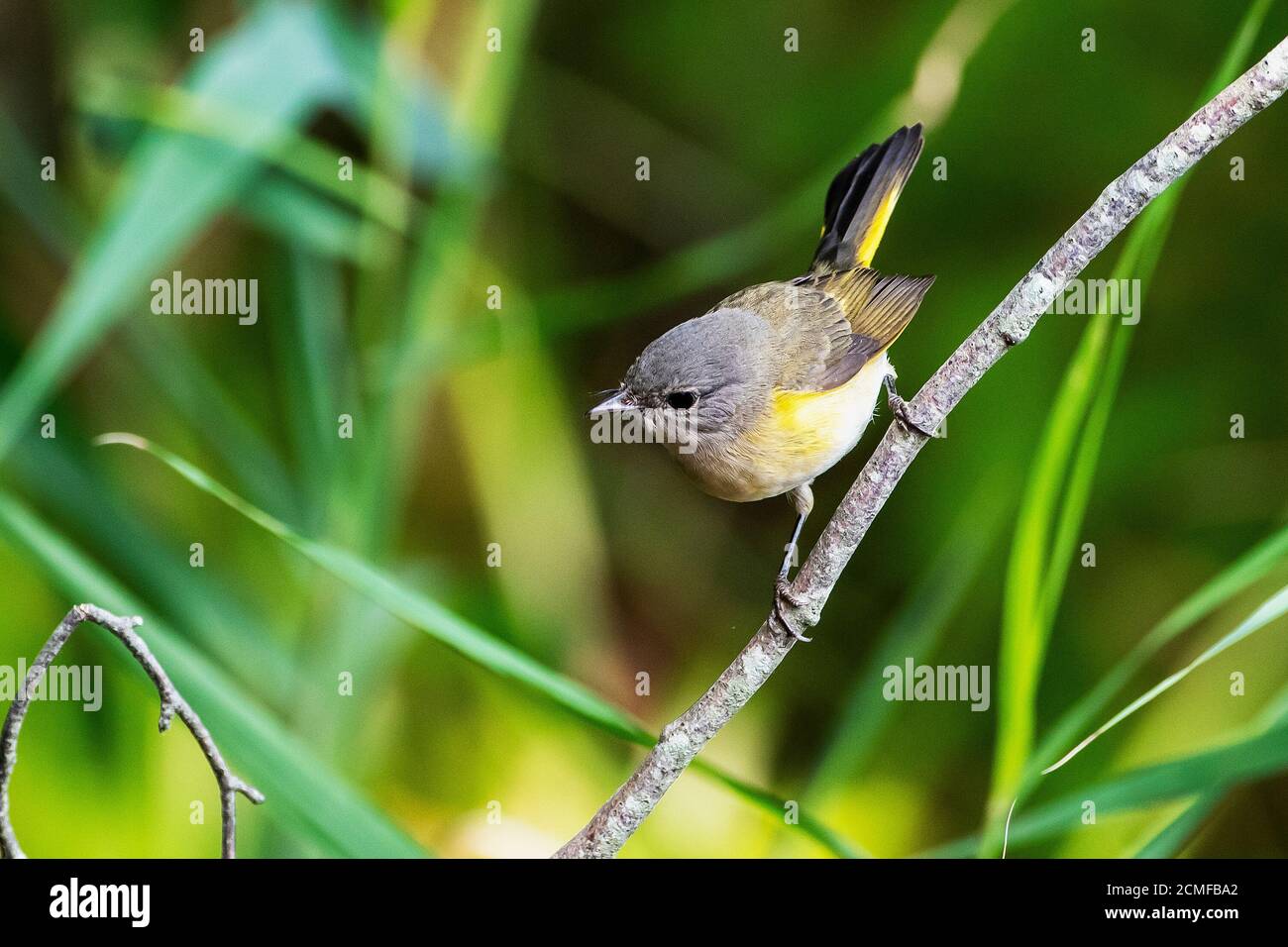 American redstart during autumn migration Stock Photo - Alamy