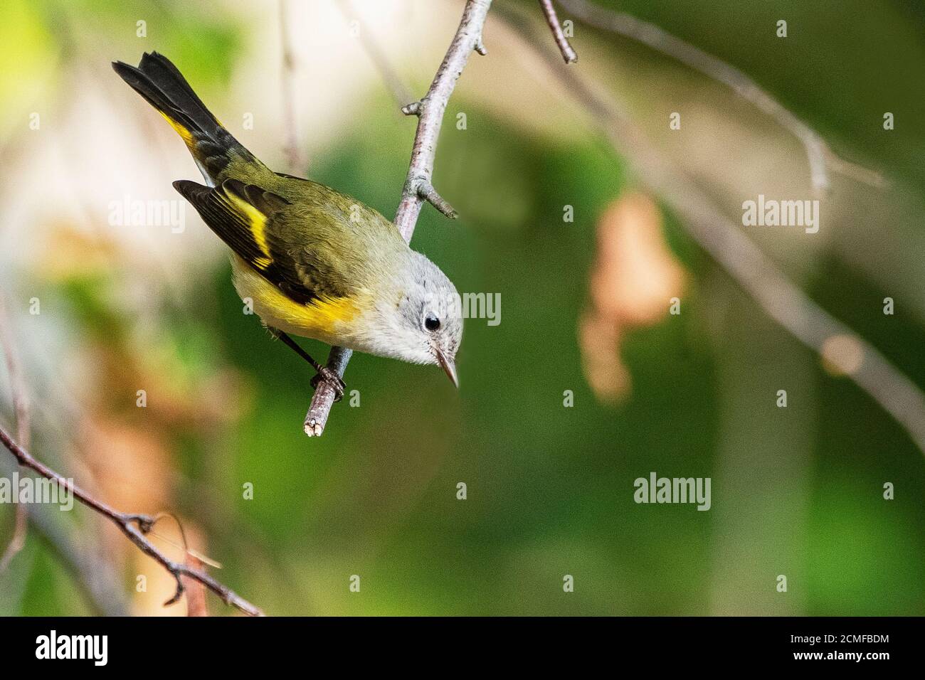 American redstart during autumn migration Stock Photo - Alamy