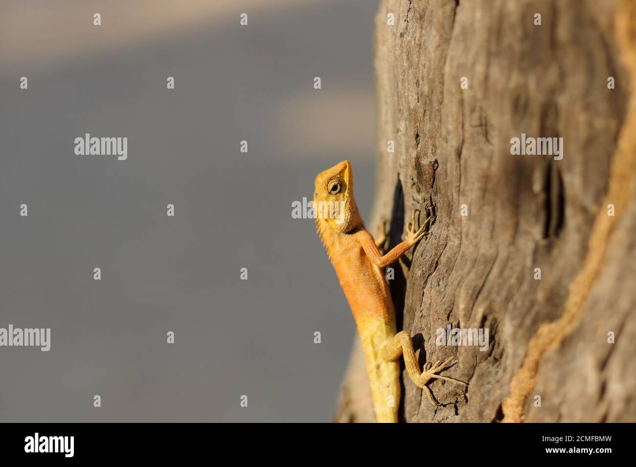 Bright yellow asia garden lizard Calotes versicolour Crested on tree ...
