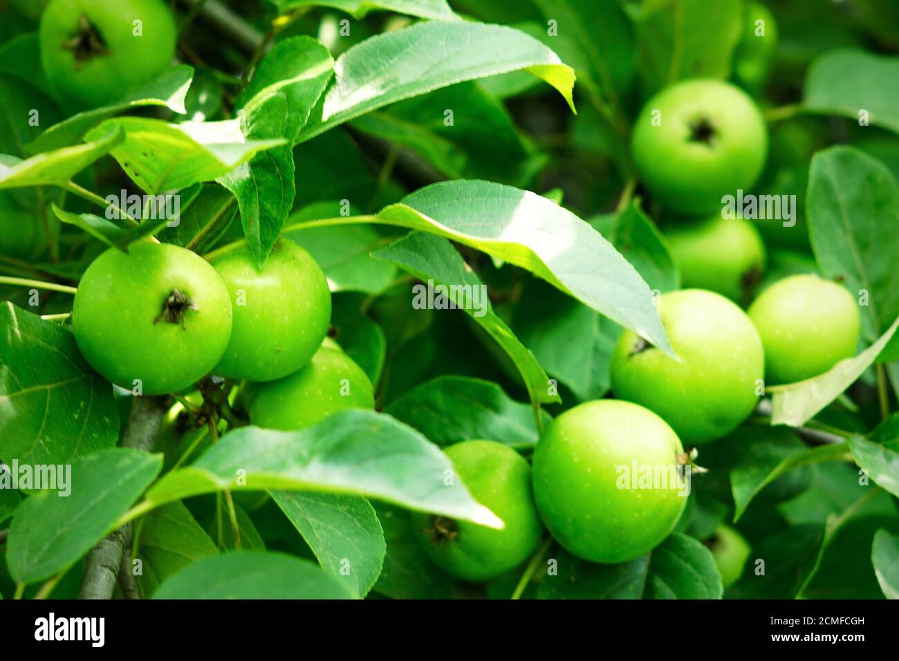 green apples on the tree Stock Photo - Alamy