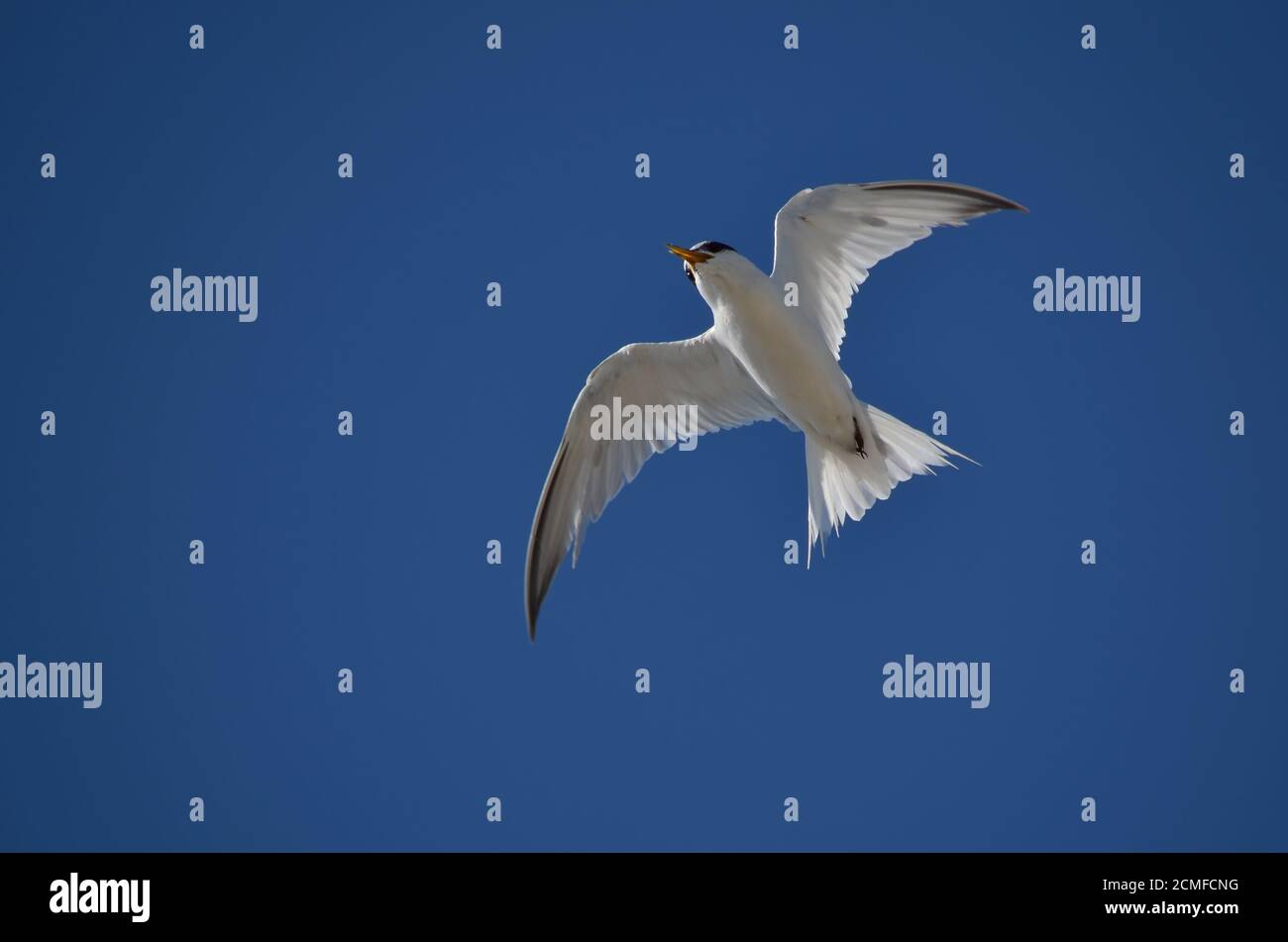 Common tern - Sterna hirundo. Tern flying in the blue sky. Fauna of ...