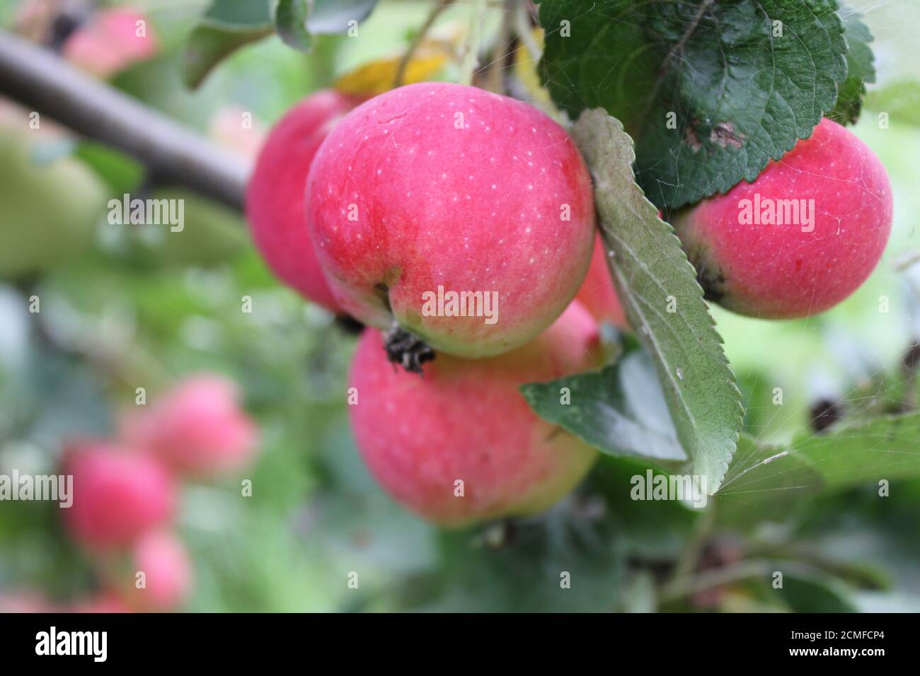 Red ripe apples on branch 20520 Stock Photo - Alamy
