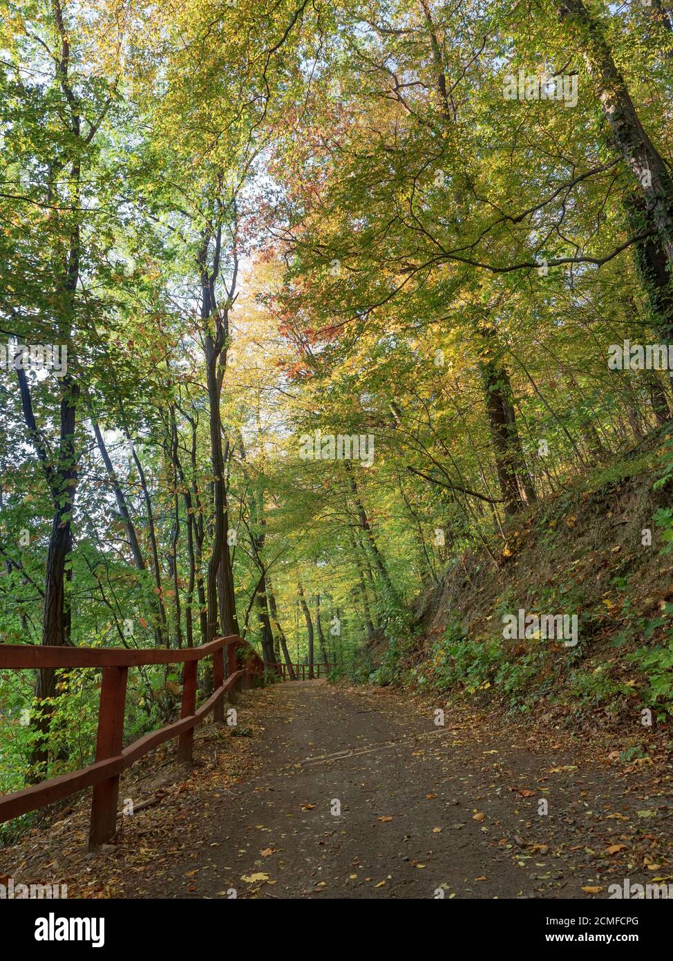 Autumn forest trees bending over the path and wooden railing. Warm ...