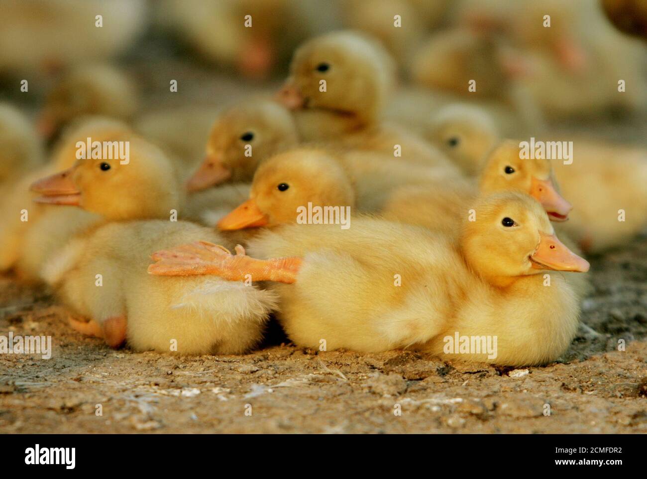 Human duck hi-res stock photography and images - Alamy