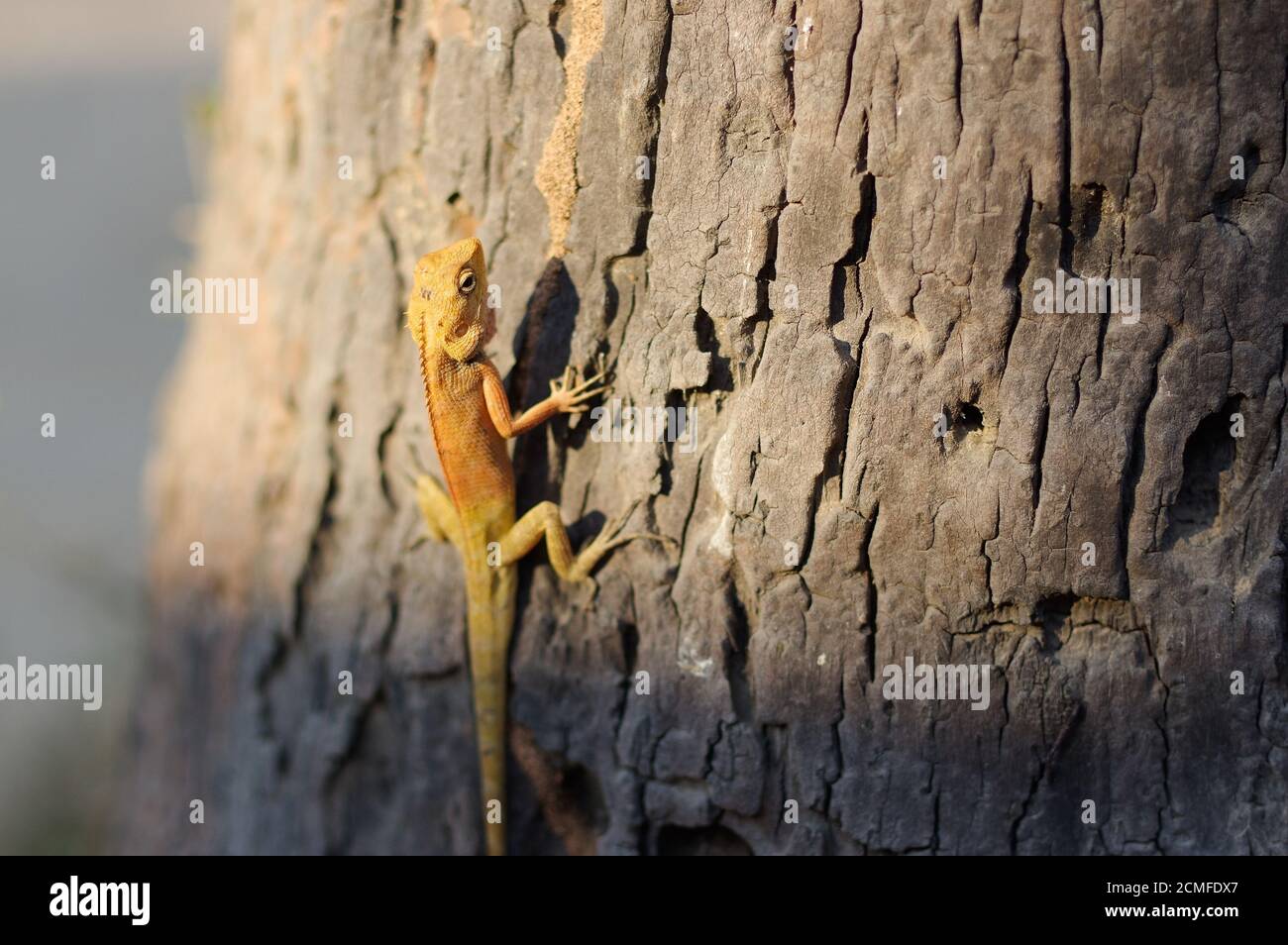 Bright yellow asia garden lizard Calotes versicolour Crested on tree ...