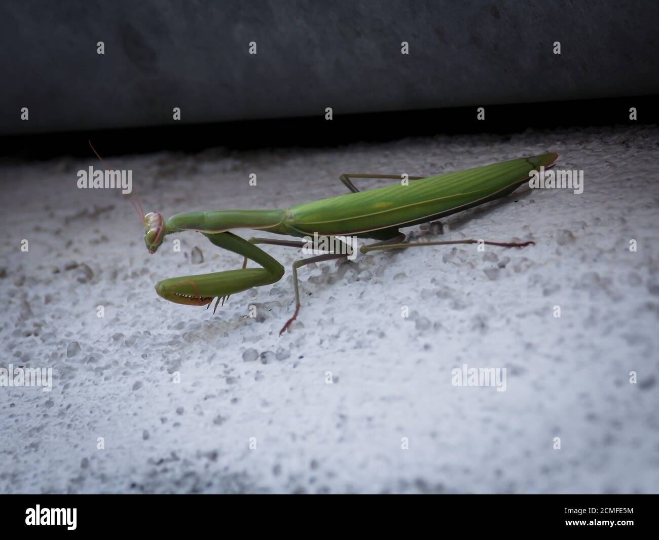 Bug pet hi-res stock photography and images - Alamy