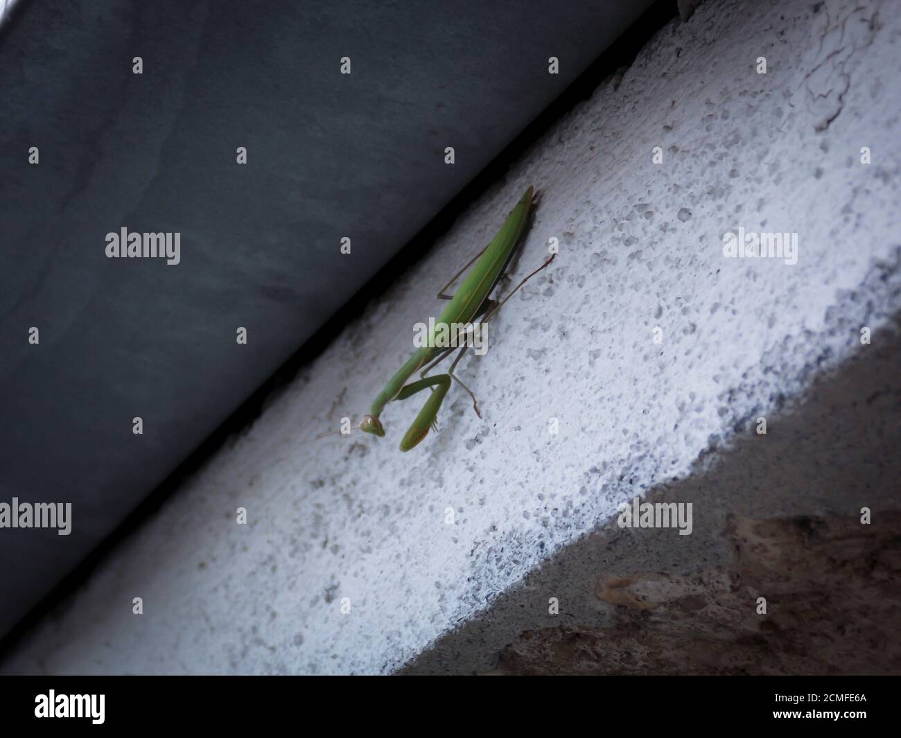 Arthropod animal hi-res stock photography and images - Alamy