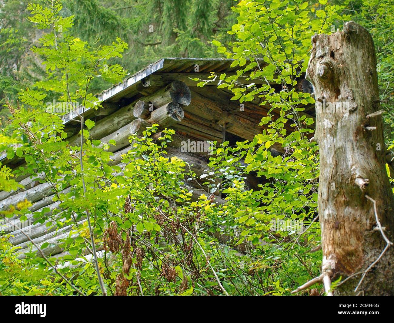 wooden single hut house in the between green forest trees and plants ...