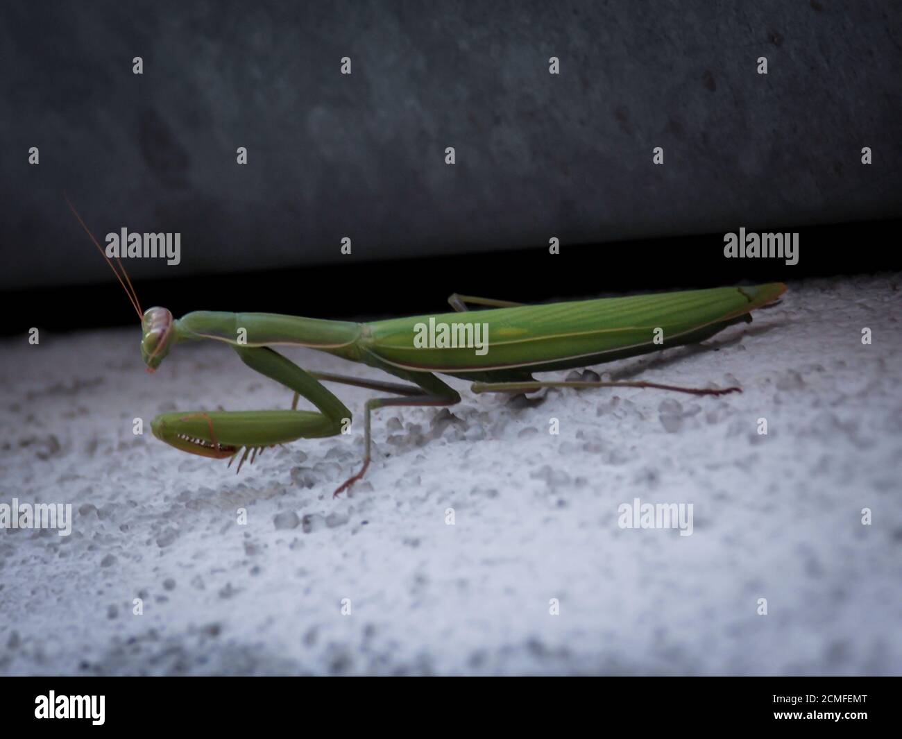 Bug pet hi-res stock photography and images - Alamy