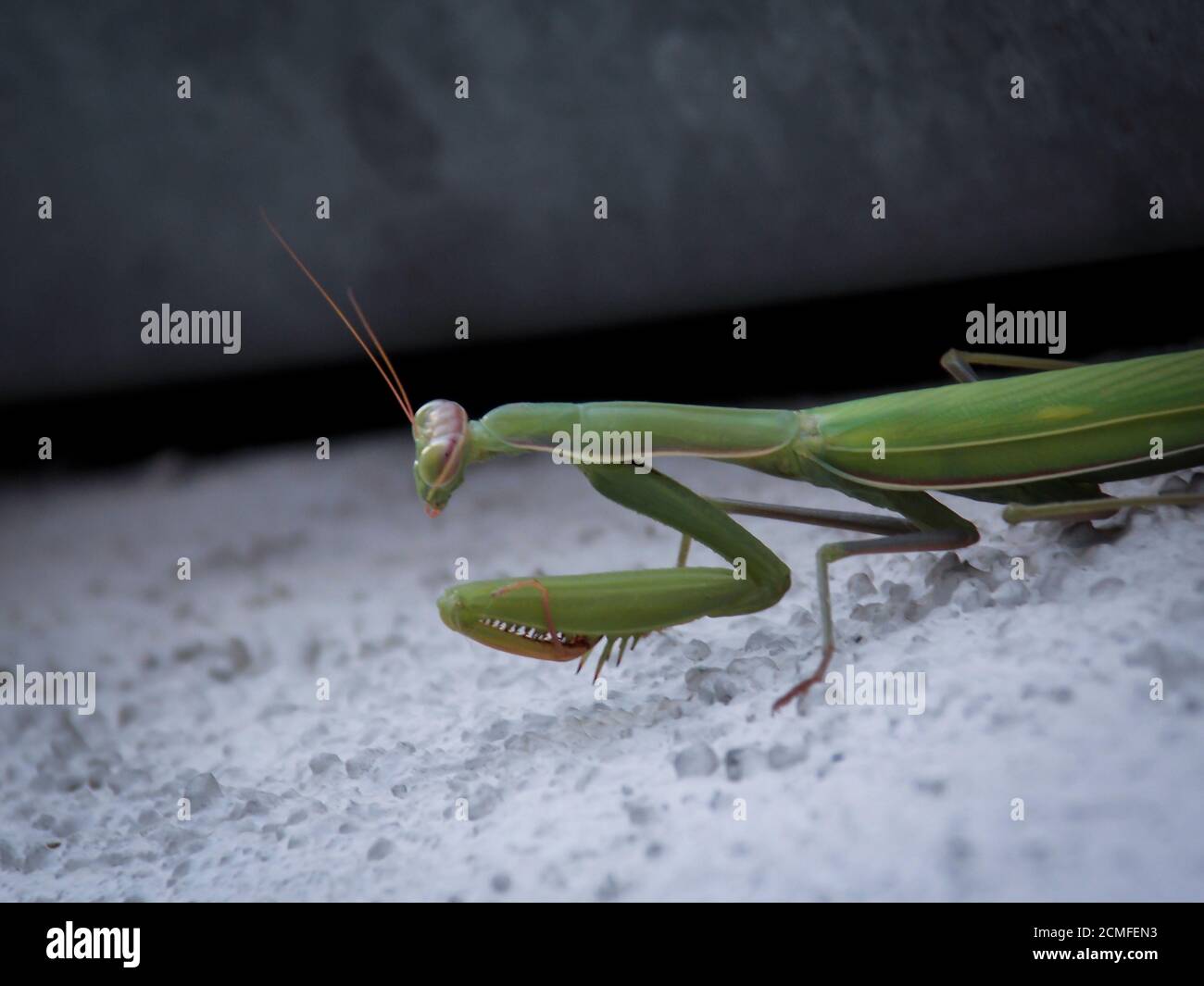Bug pet hi-res stock photography and images - Alamy