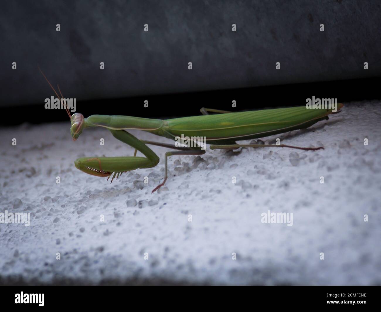 Bug pet hi-res stock photography and images - Alamy