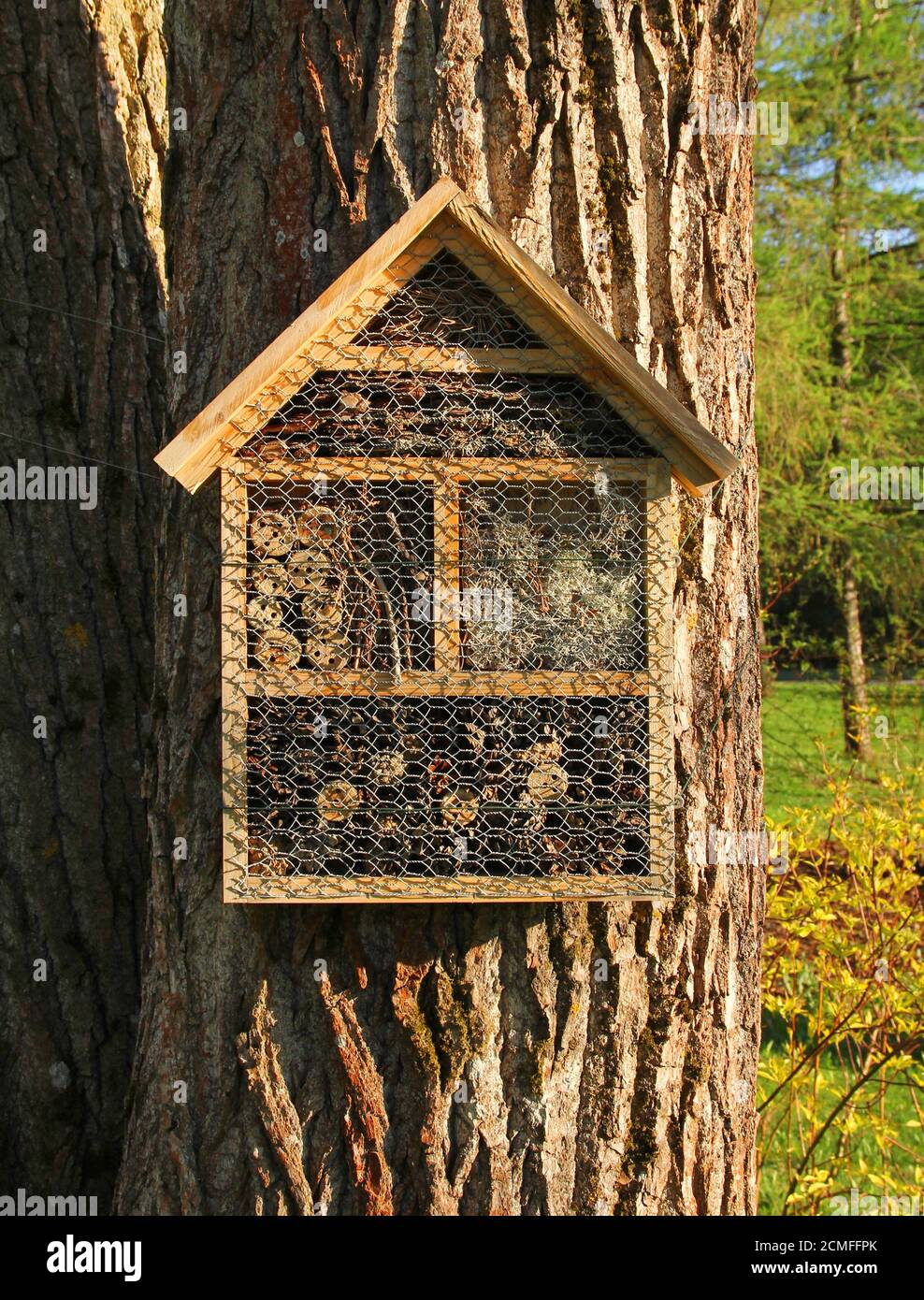 Insect home front view hi-res stock photography and images - Alamy