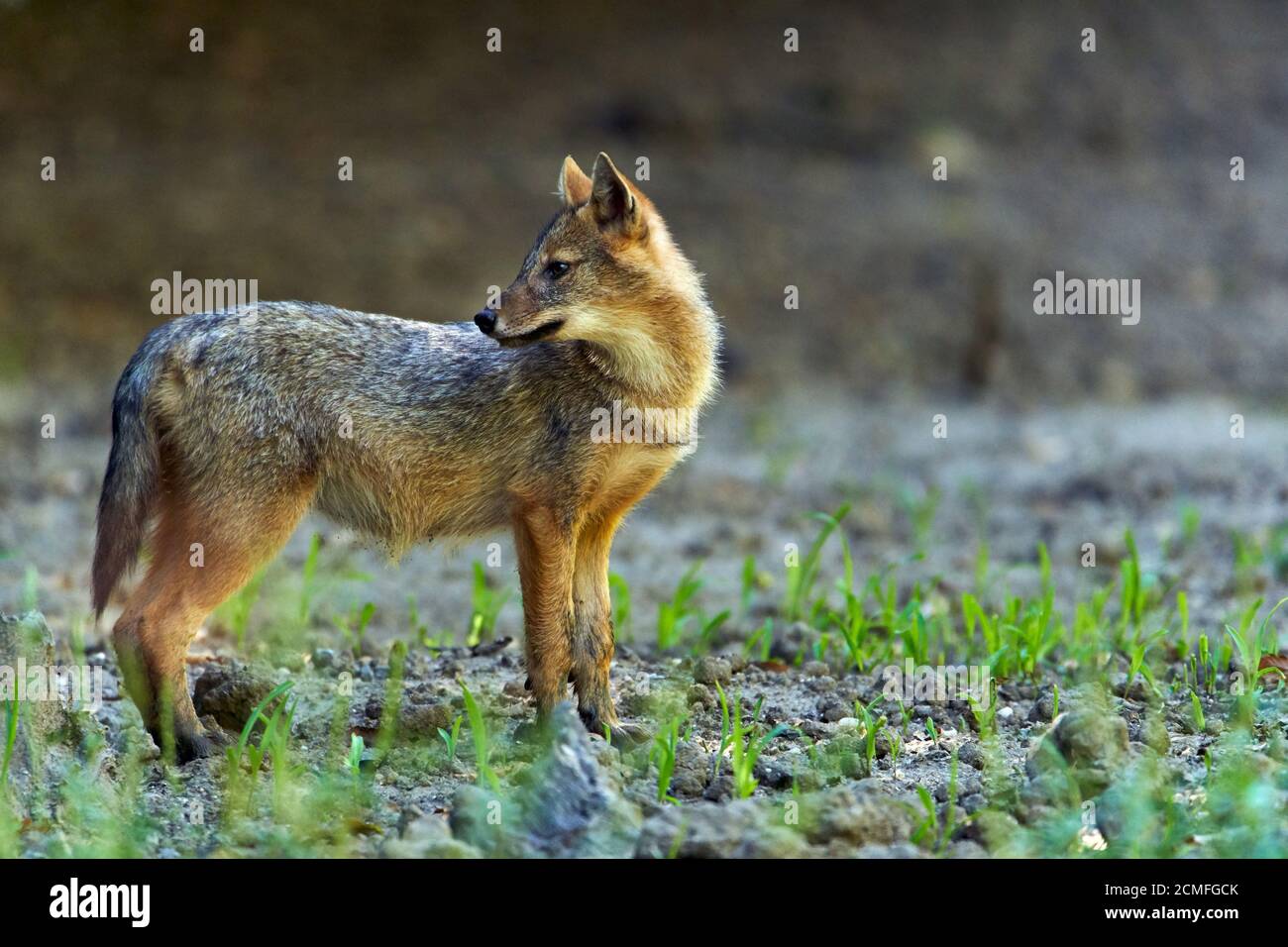 Golden jackal portrait in the forest Stock Photo - Alamy