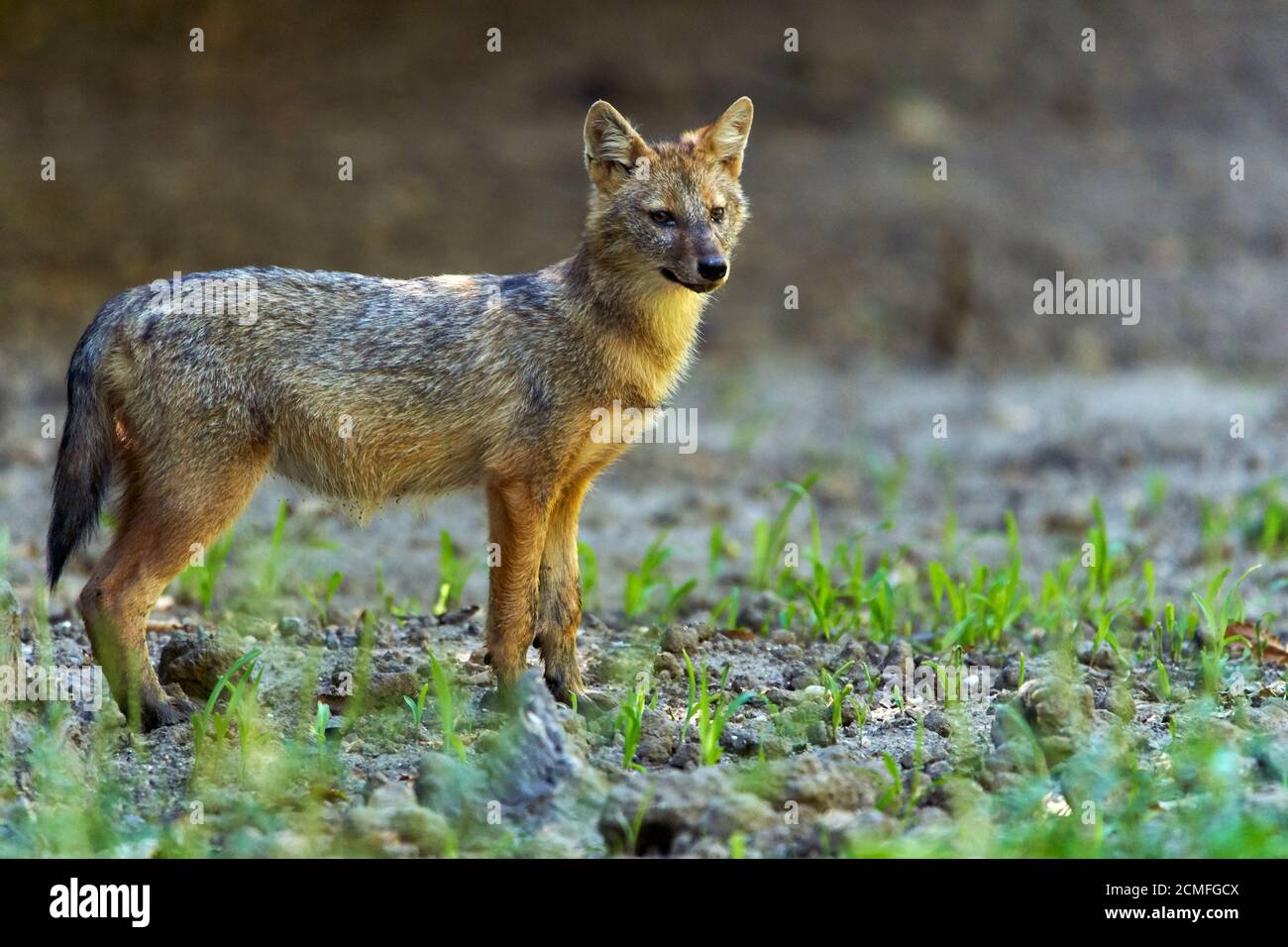 Golden jackal portrait in the forest Stock Photo - Alamy