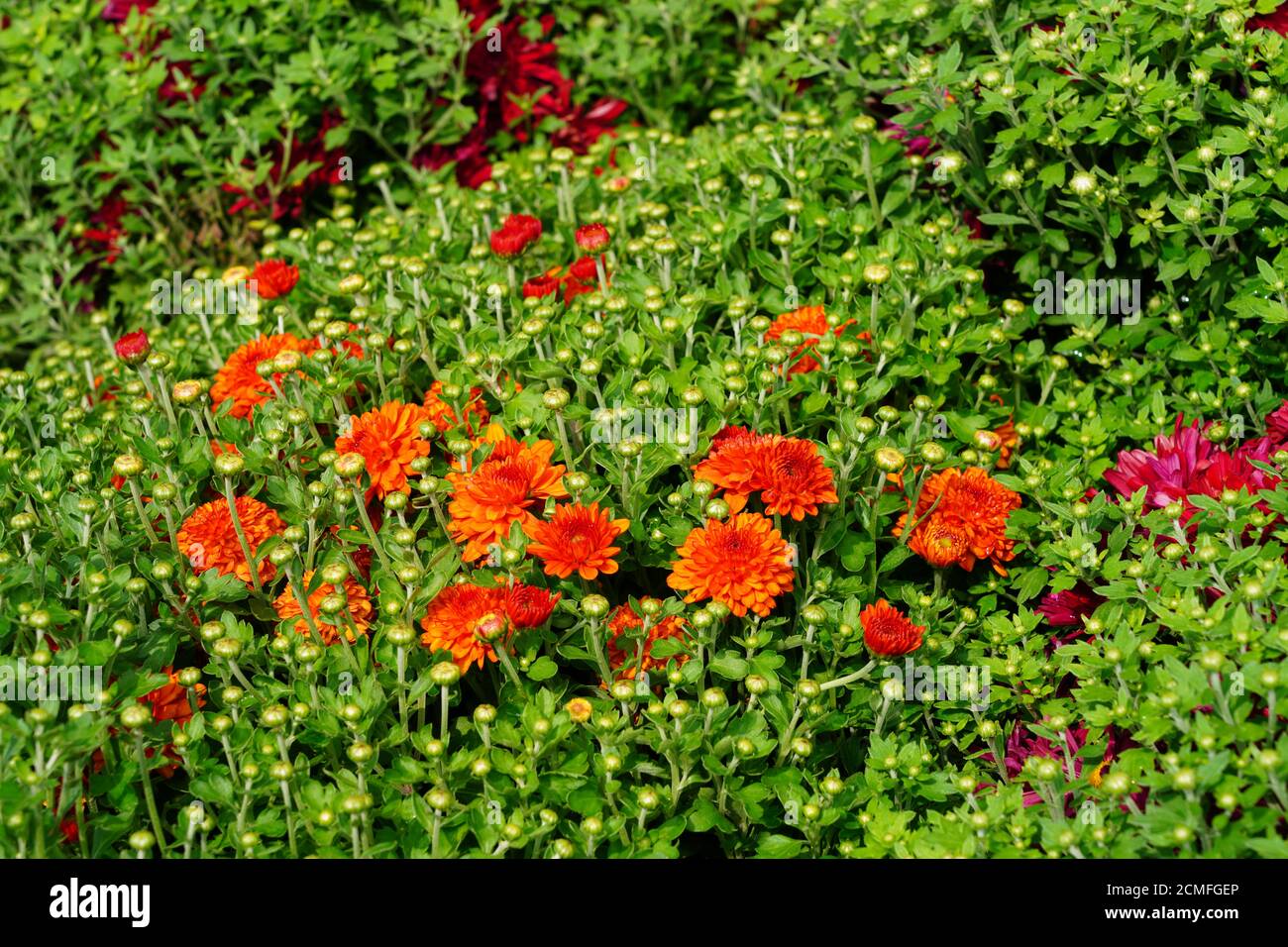 Colorful chrysanthemum flowers growing in the garden Stock Photo - Alamy