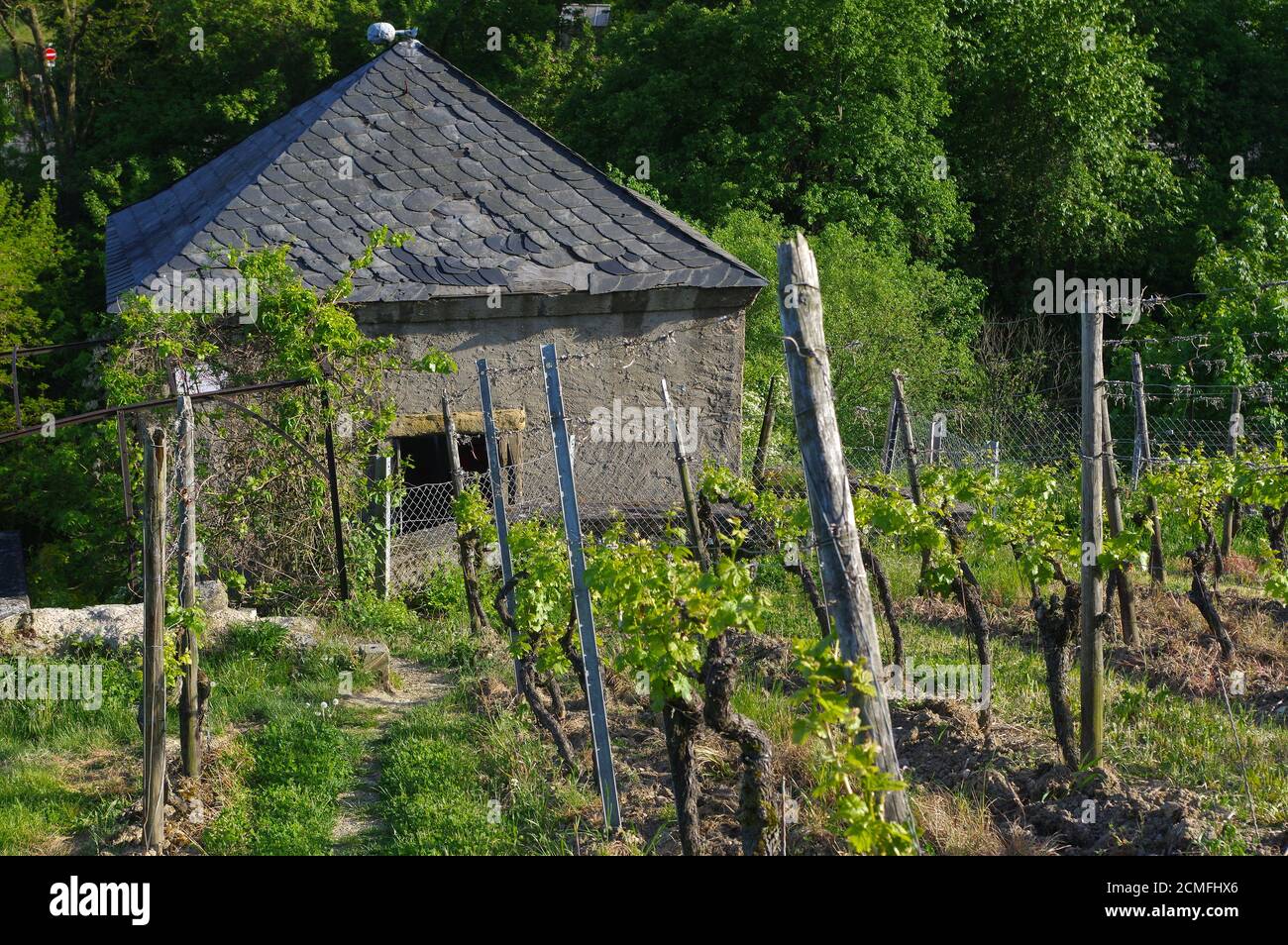 Beautiful old Wine house surrounded with vineyard hills. Grape fields ...