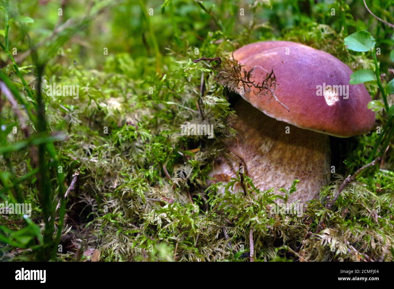 Natural habitat mushrooms hi-res stock photography and images - Alamy
