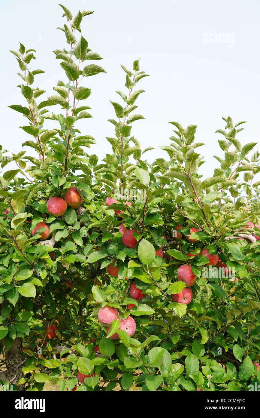 Fresh apples growing on trees at an apple orchard Stock Photo - Alamy