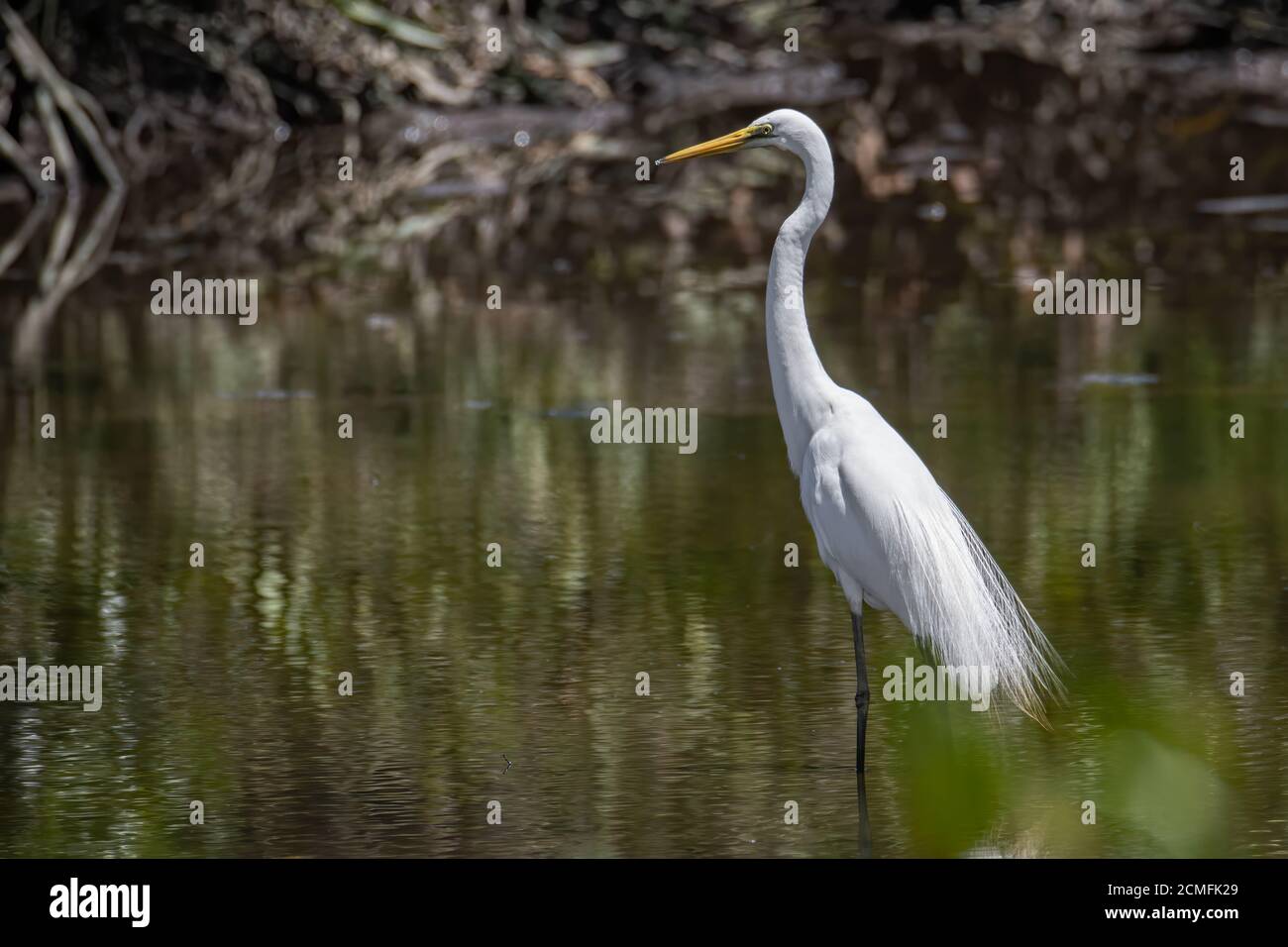 Nature wildlife image of Egret bird on wetland center in Kota Kinabalu ...