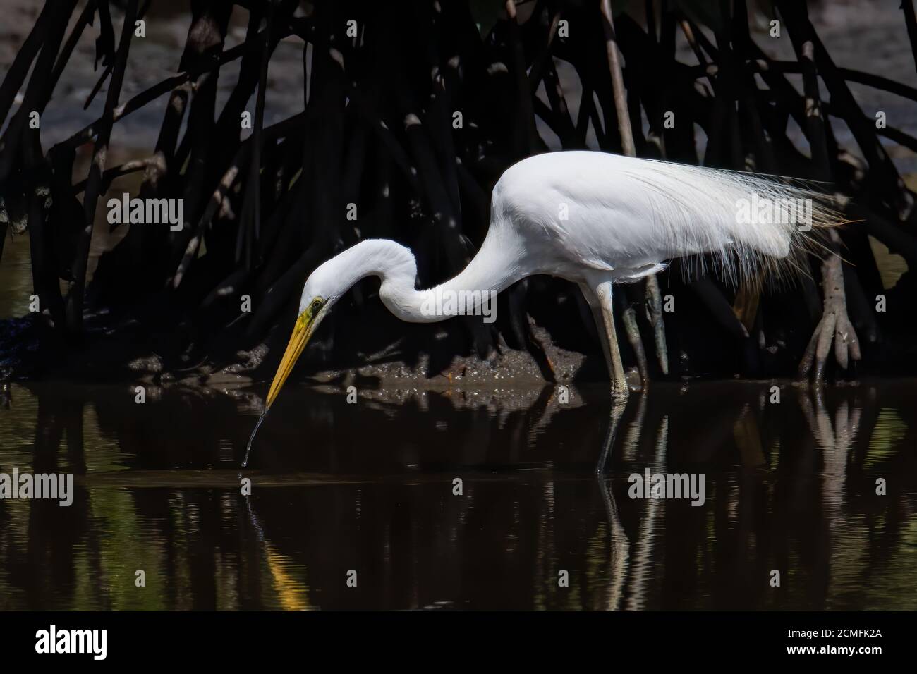 Nature wildlife image of Egret bird on wetland center in Kota Kinabalu ...
