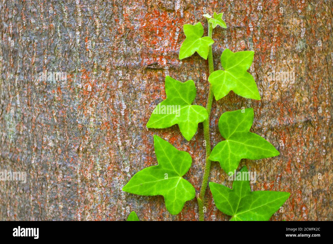Ivy climbing tree hi-res stock photography and images - Alamy