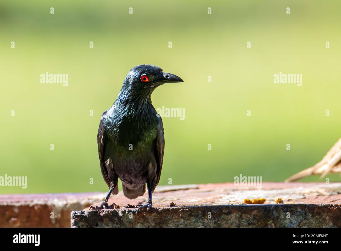 Asian Glossy Starlings bird standing with nature green background Stock ...