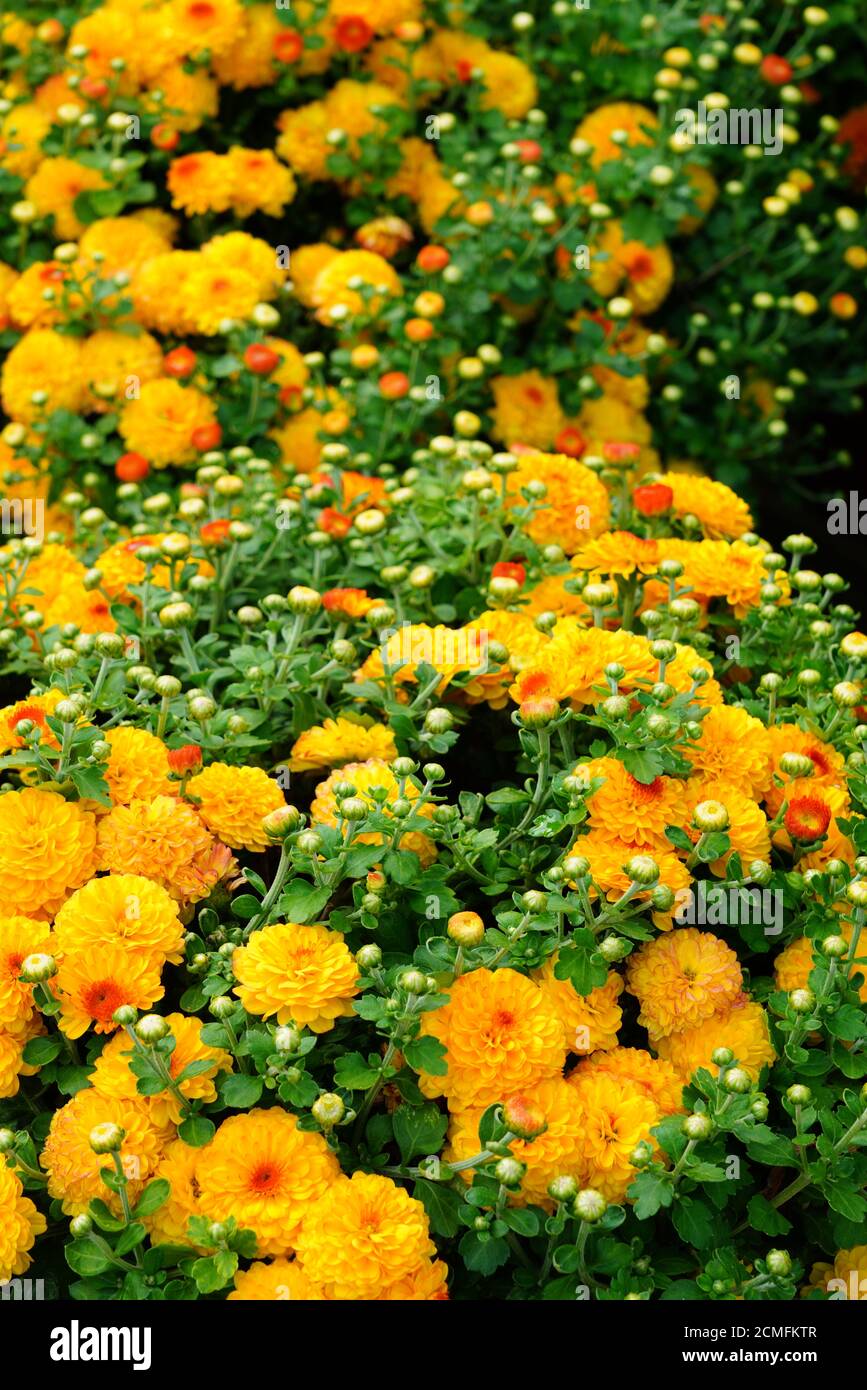 Colorful chrysanthemum flowers growing in the garden Stock Photo - Alamy