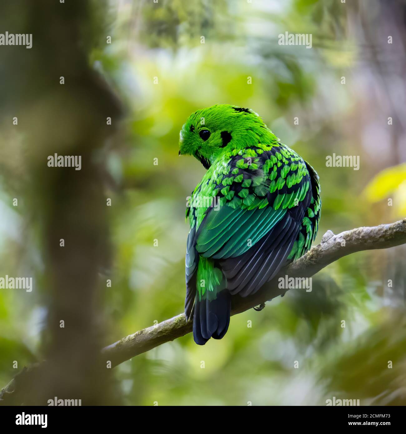 Nature wildlife image of Beautiful bird green broadbill perching on a ...