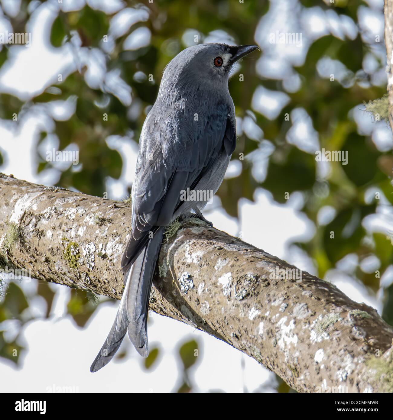 Nature wildlife image of An Ashy Drongo bird perched on a tree branch ...