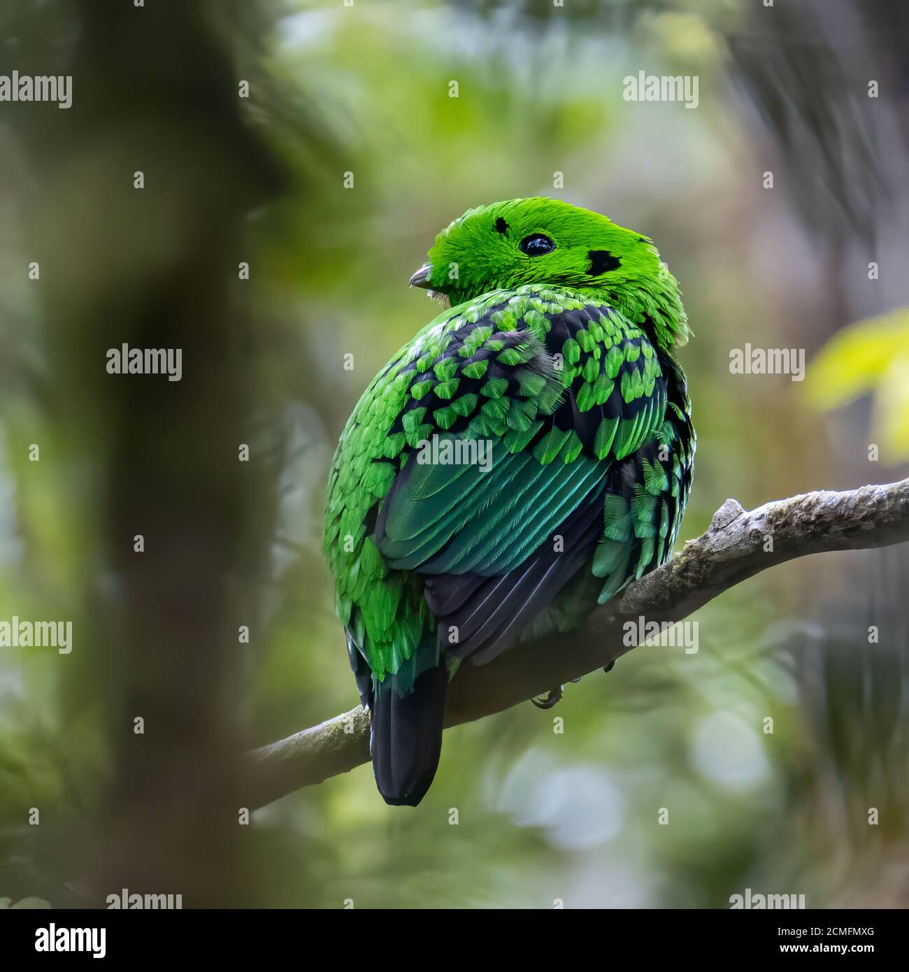 Nature wildlife image of Beautiful bird green broadbill perching on a ...