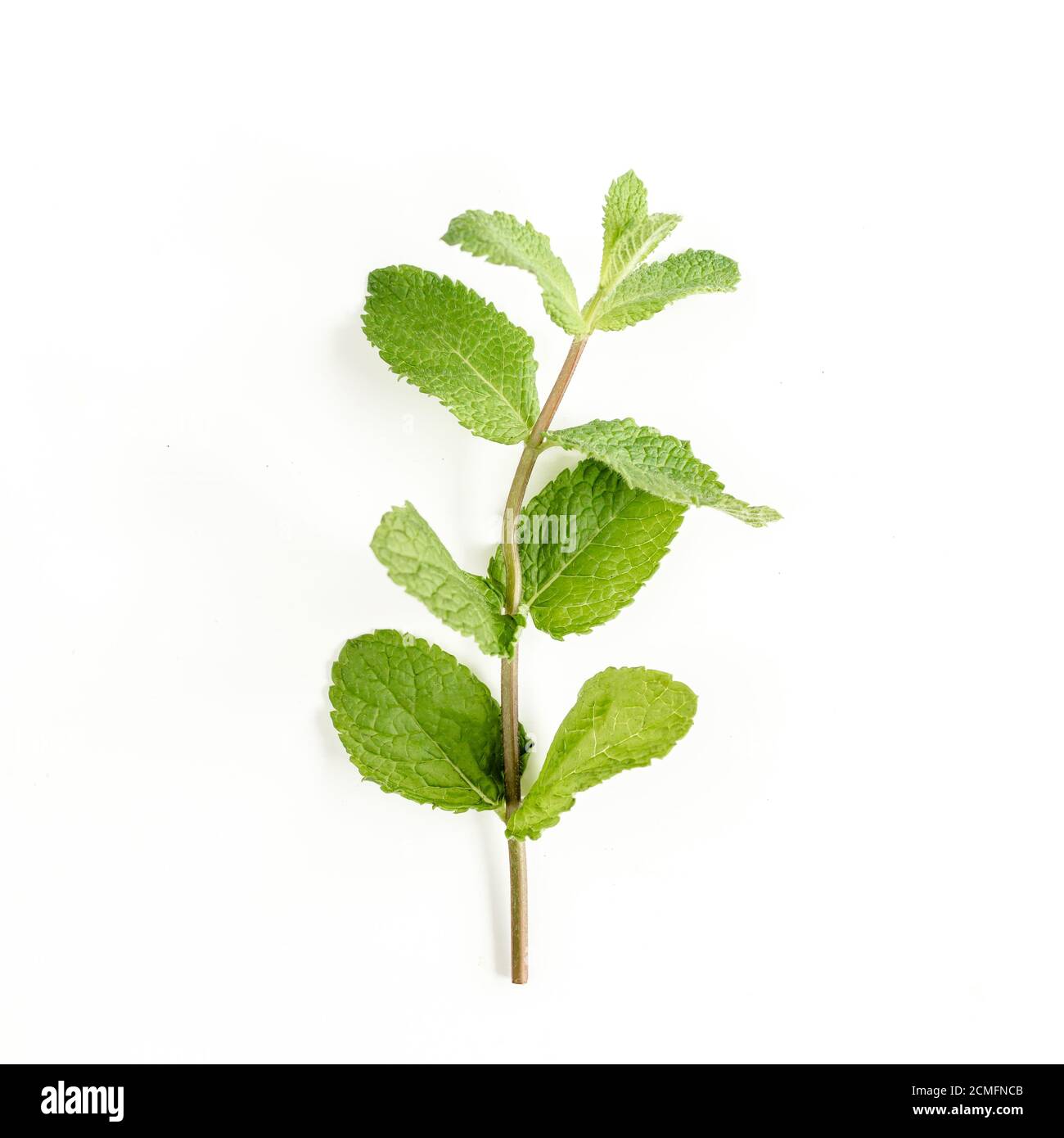 Green branch and leaf Mint isolated on white background. Set of ...