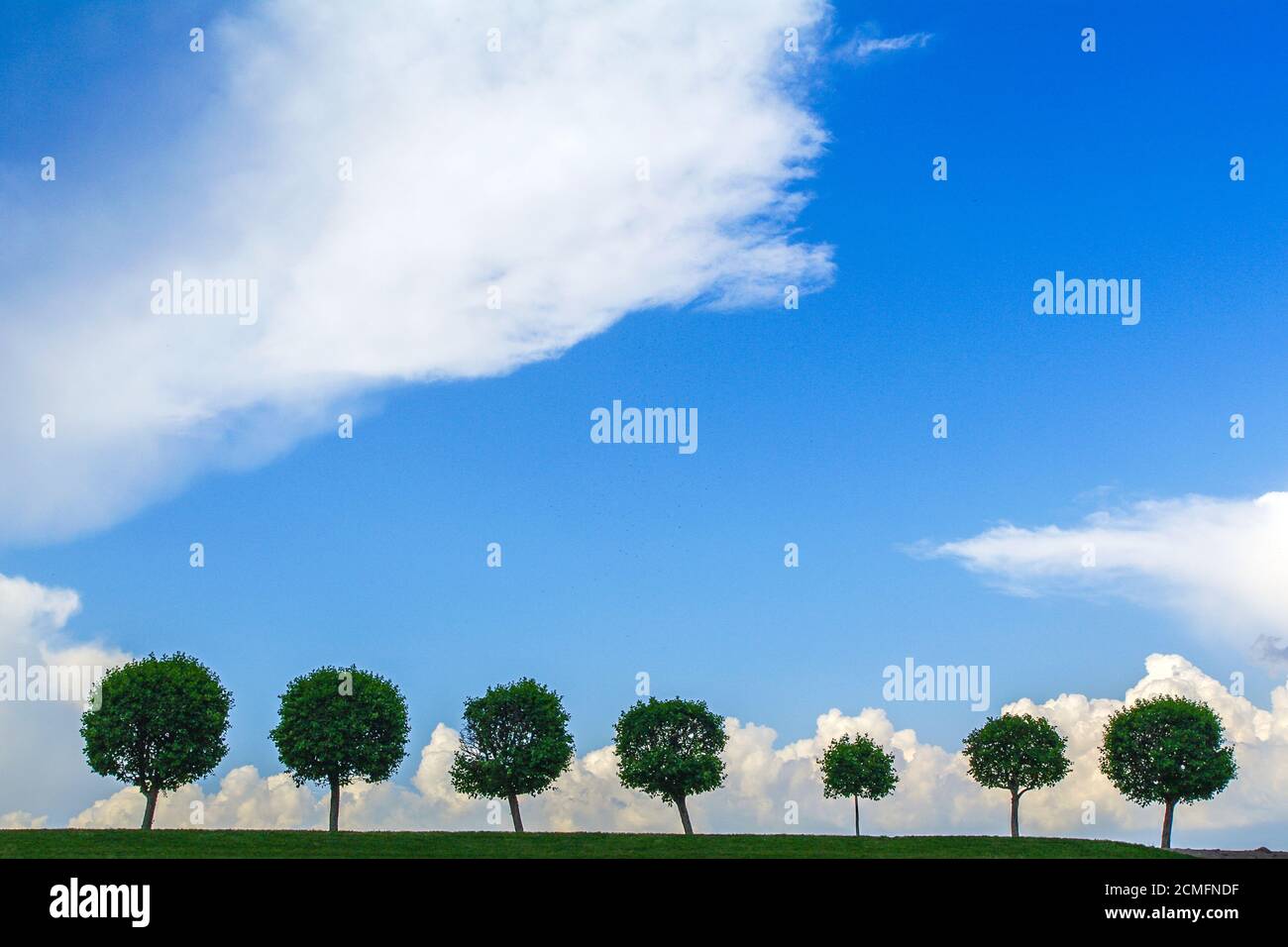 Line of trees with grass and blue sky hi-res stock photography and ...