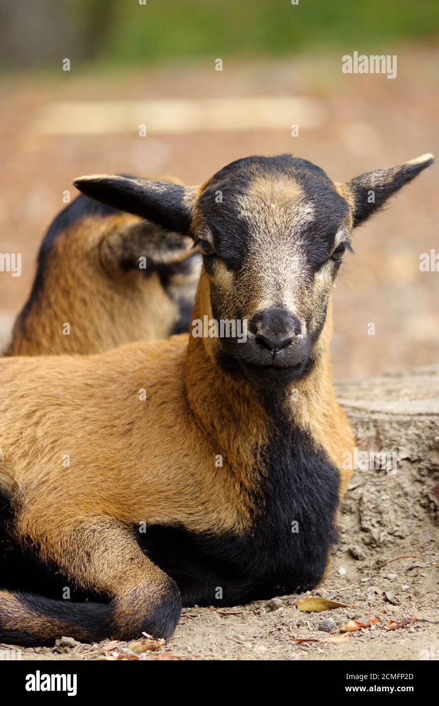 Beef goats hi-res stock photography and images - Alamy