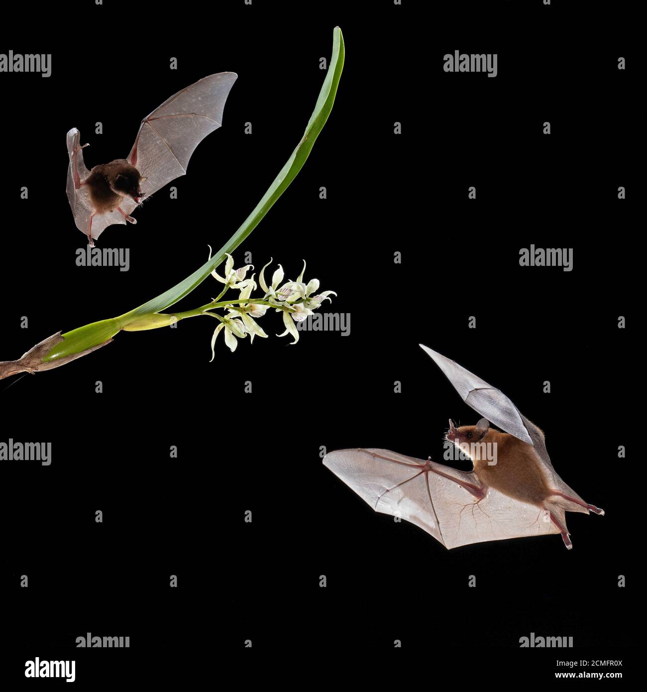 Orange Nectar Bats (Lonchophylla robusta) feeding on Little clamshell ...