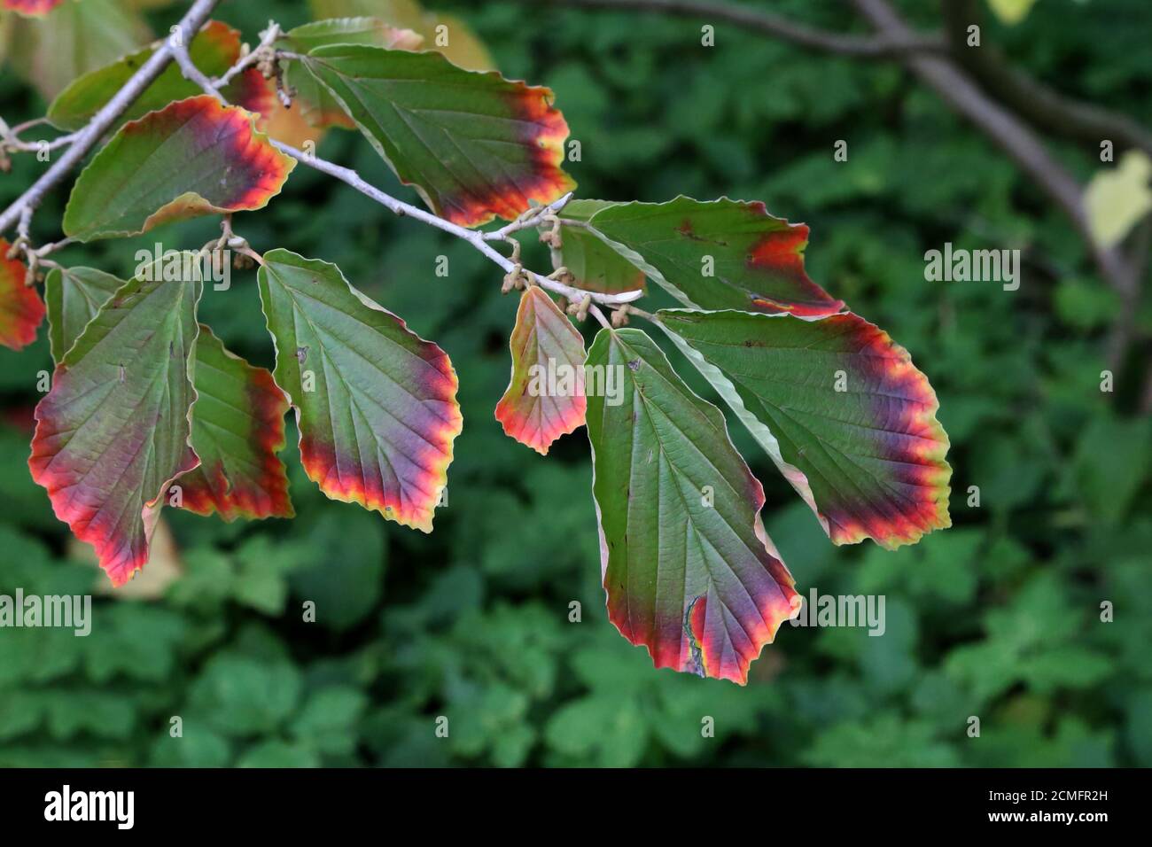 Closeup of beautiful colored leaves of the Chinese walnut tree Stock ...