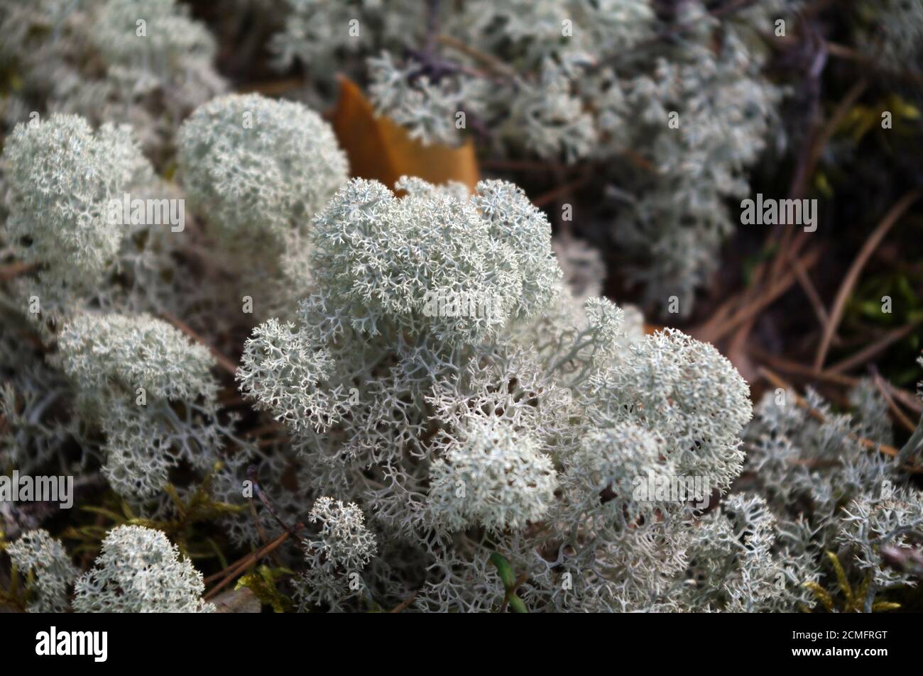 White moss hi-res stock photography and images - Alamy