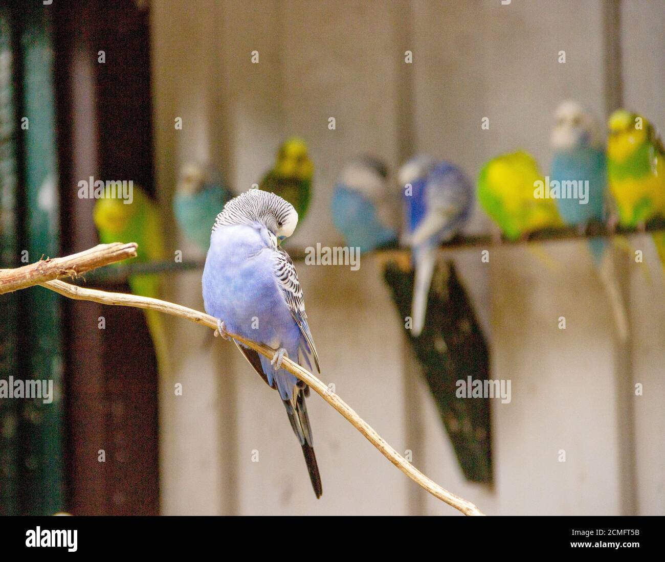 Blue parakeet budgie hi-res stock photography and images - Alamy Blue parakeet budgie hi-res stock photography and images - Alamy