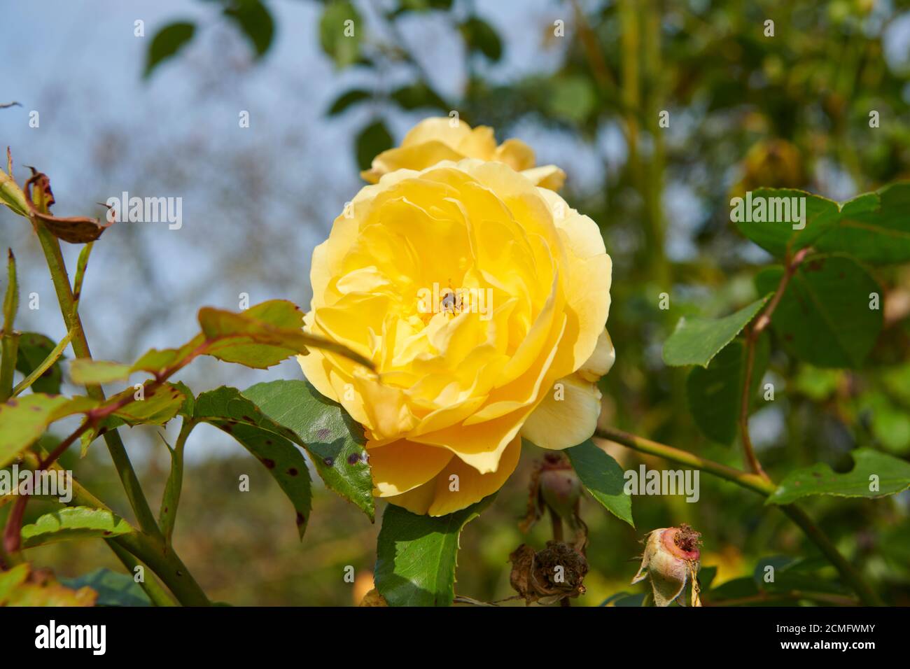 Yellow Rose growing in a garden border, summer, East Yorkshire England ...