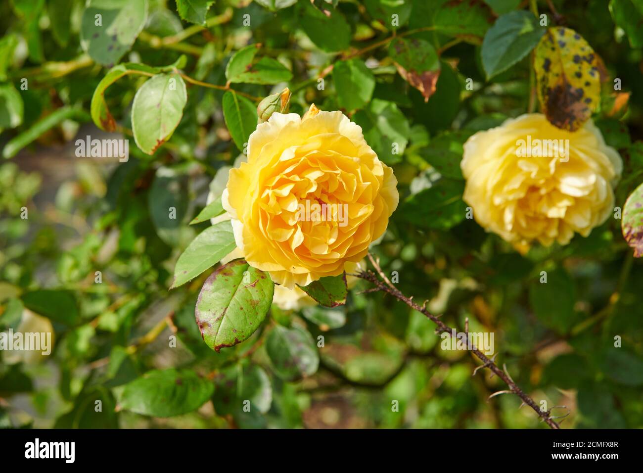 Yellow Rose growing in a garden border, summer, East Yorkshire England ...