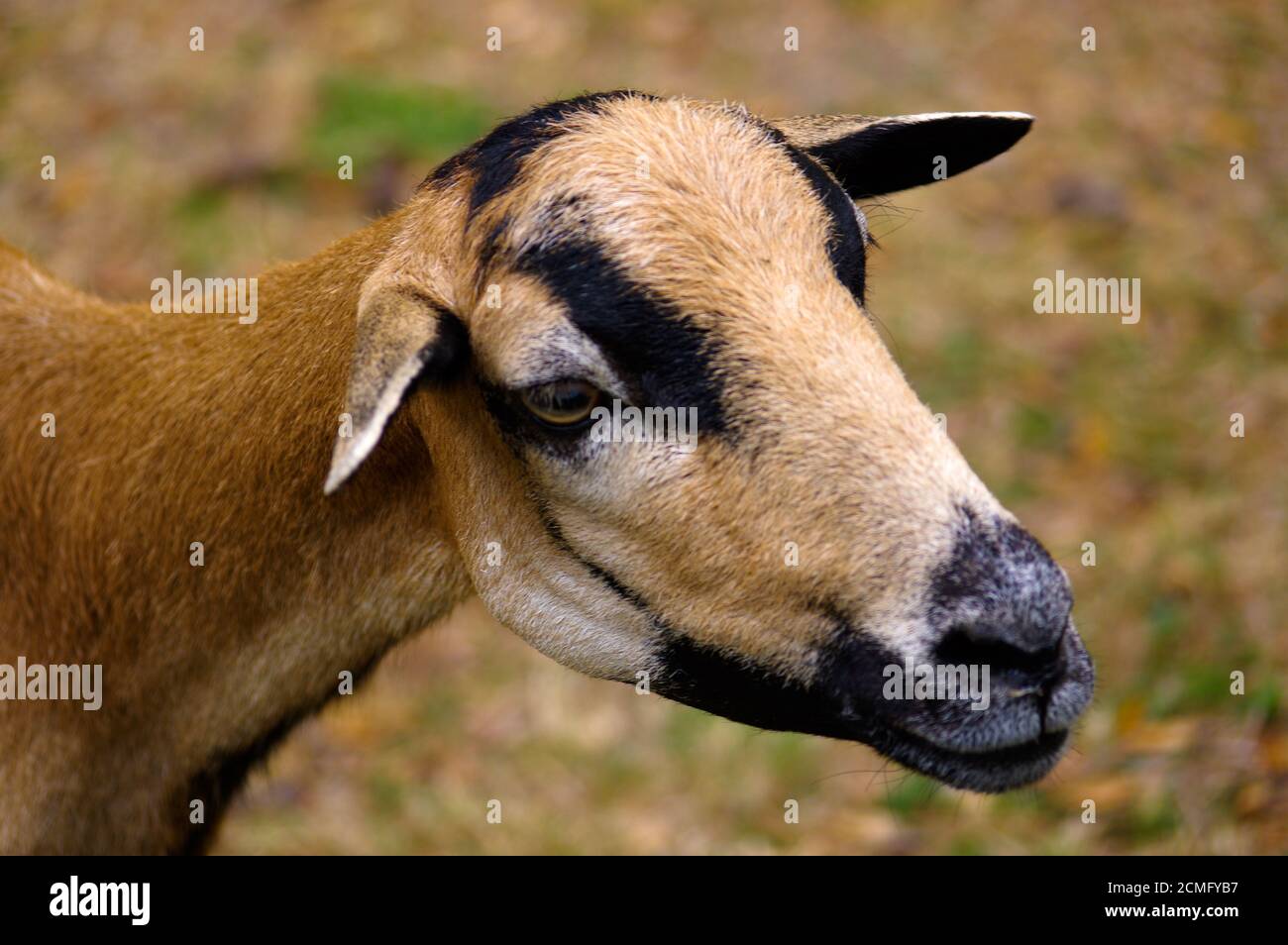 Sheep face close up hi-res stock photography and images - Alamy