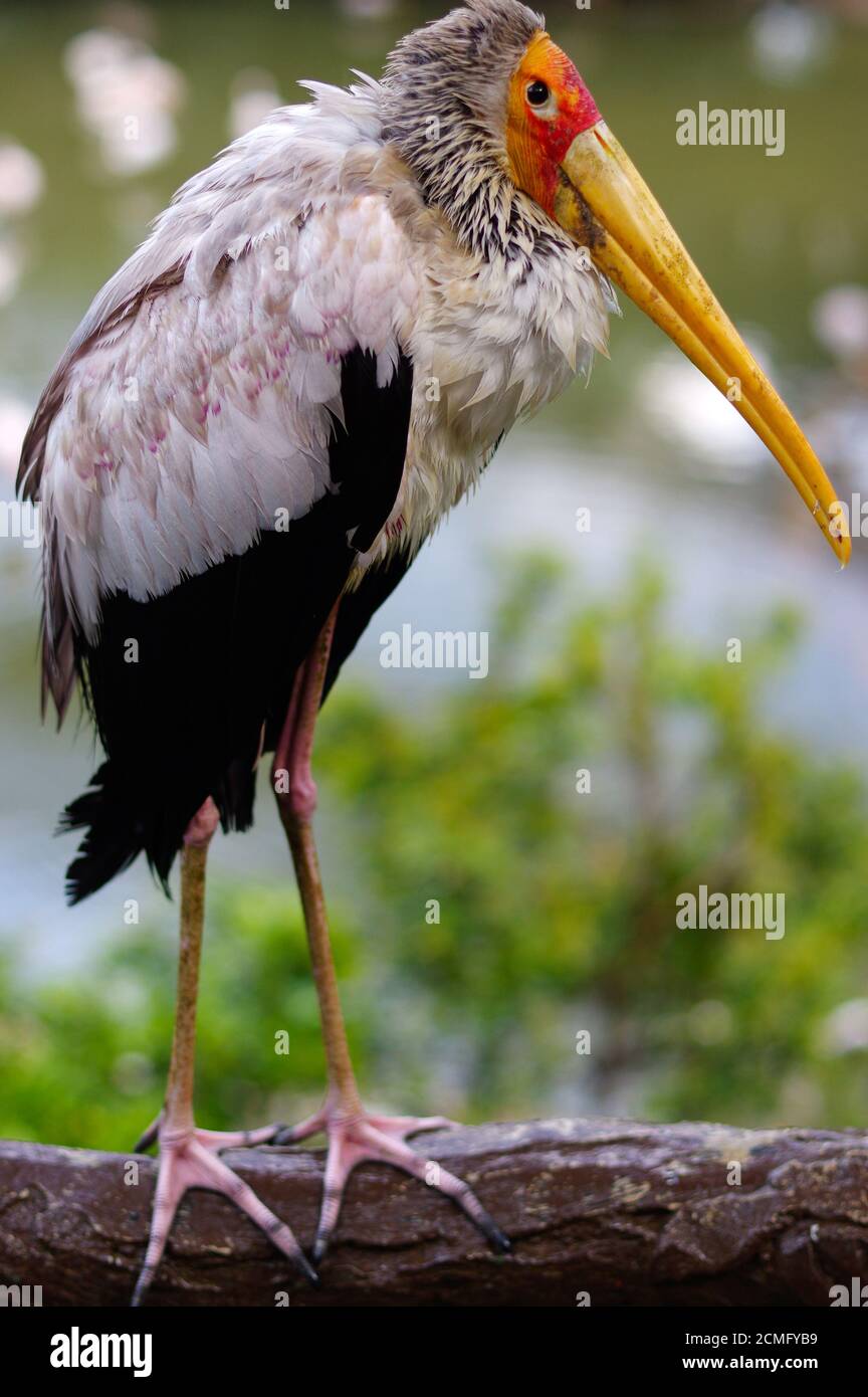 white stork sitting on bridge railings, ciconia, at rainy day Stock ...