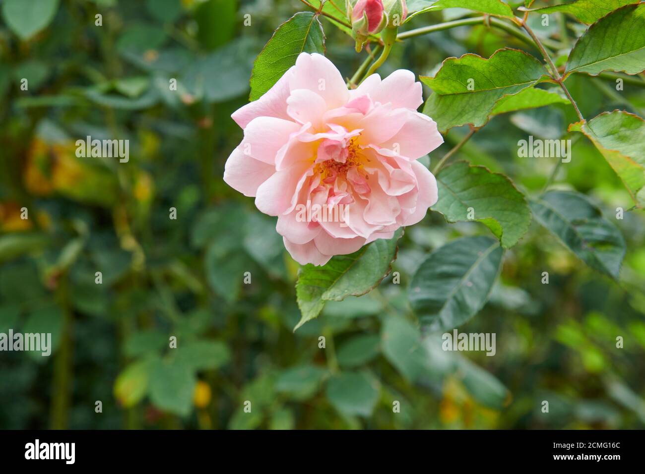 White Rose Of Yorkshire High Resolution Stock Photography and Images ...